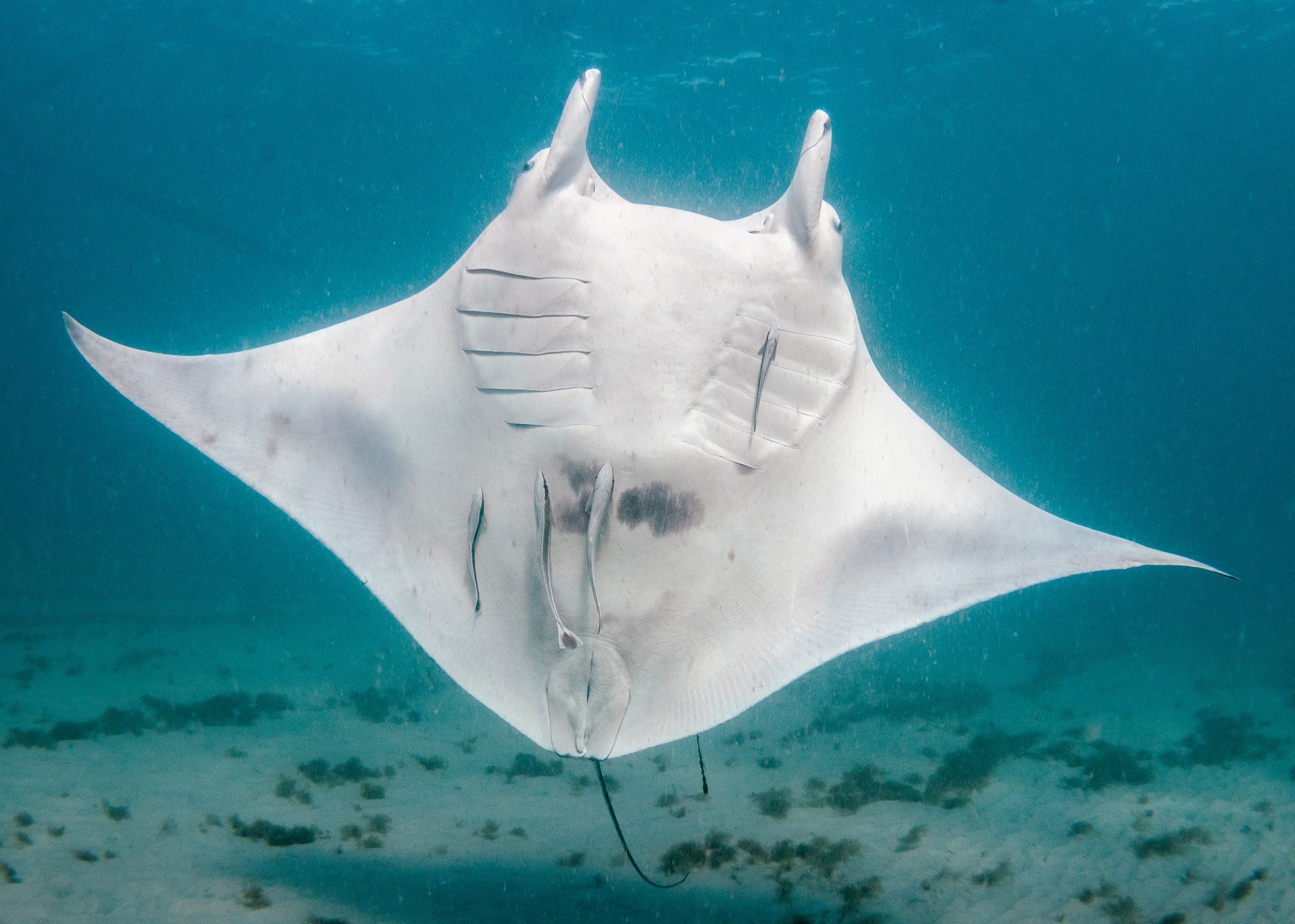 First digital 3D model of a manta ray created - Oceanographic