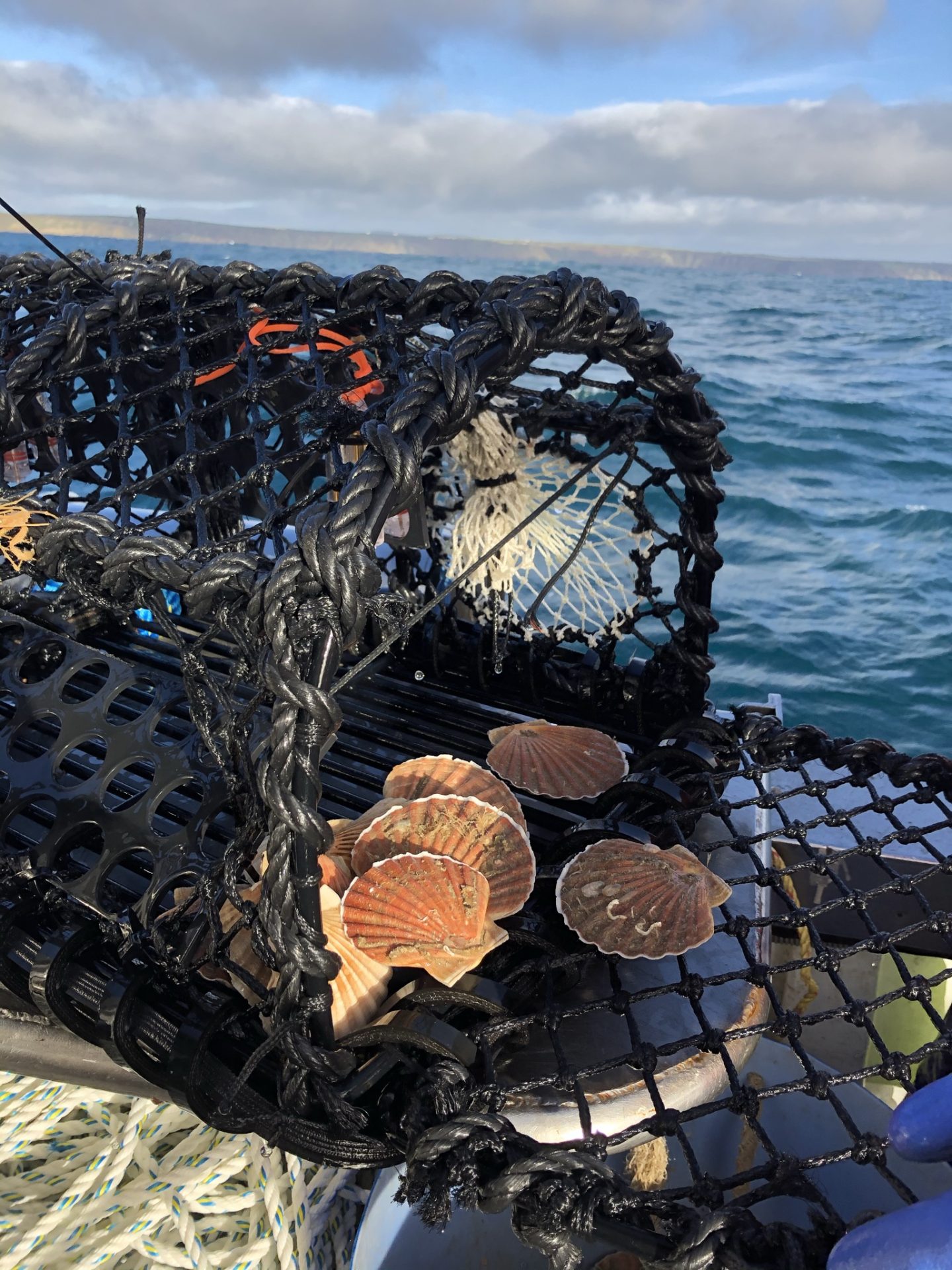 Scallop disco: Catching scallops sustainably - Oceanographic
