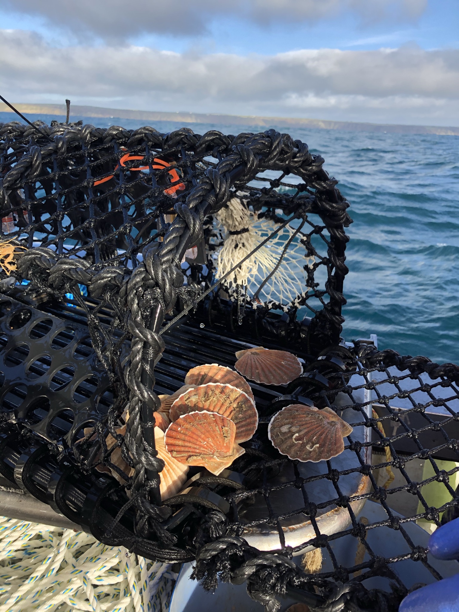 Scallop disco: Catching scallops sustainably - Oceanographic