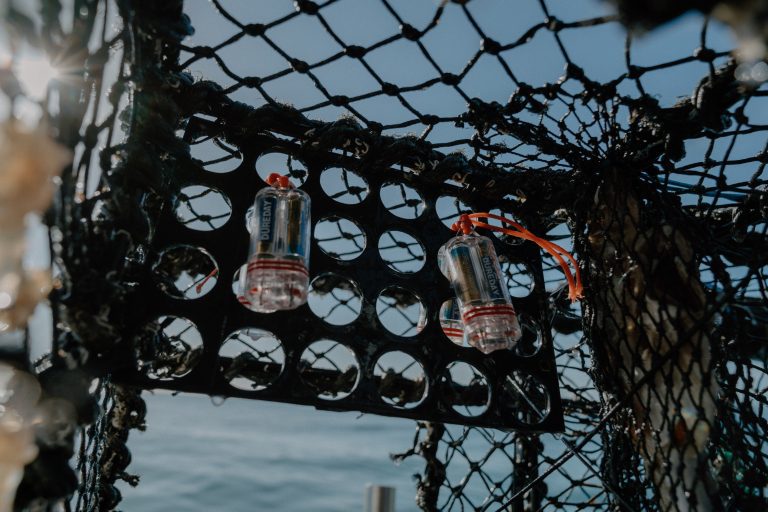 Scallop disco: Catching scallops sustainably - Oceanographic