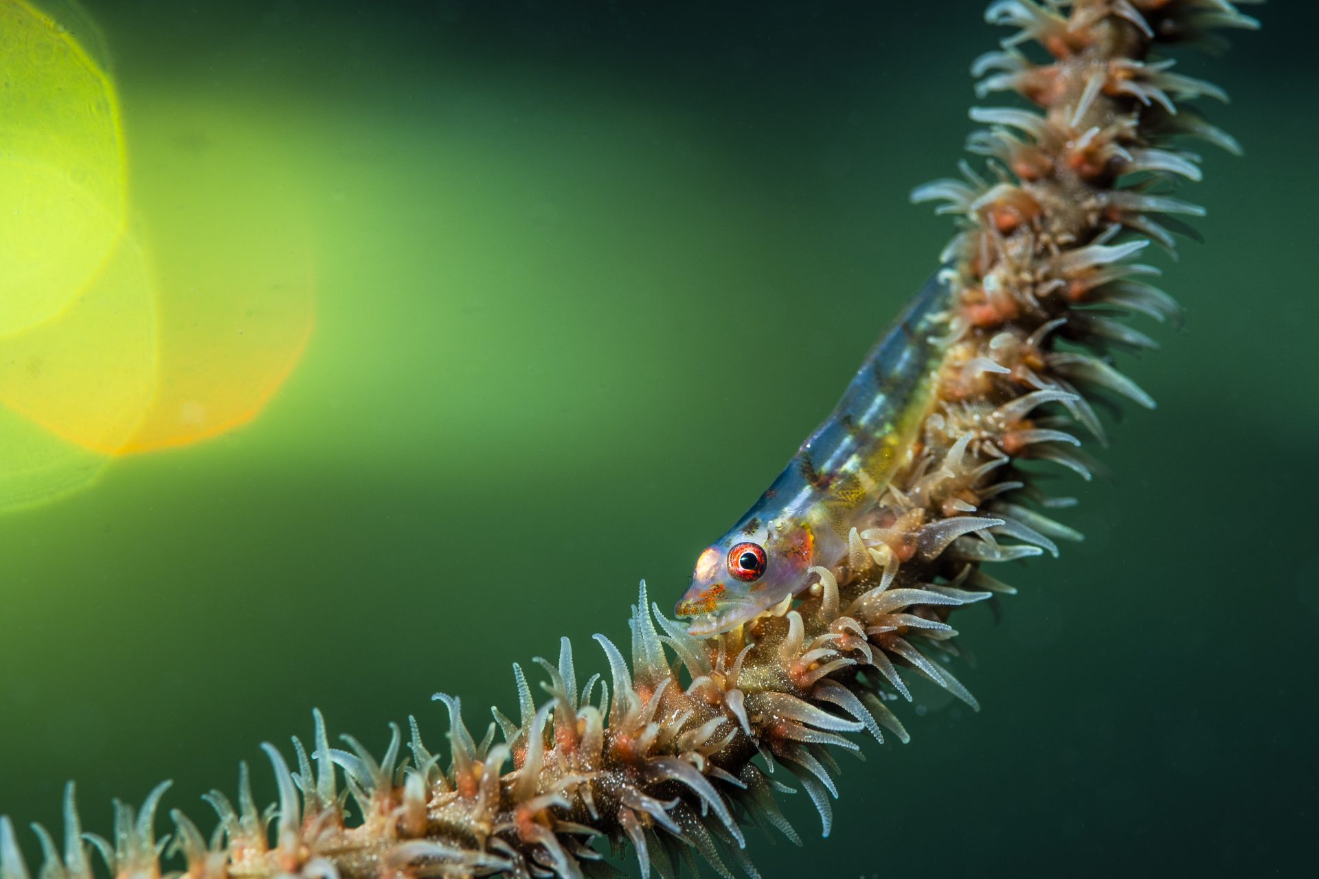 Matty Smith Interview, Ocean Photographer of the Year - Oceanographic