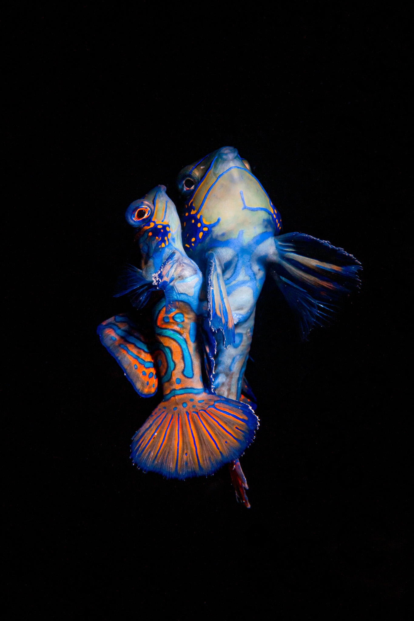 Henley Spiers Interview, Ocean Photographer of the Year - Oceanographic