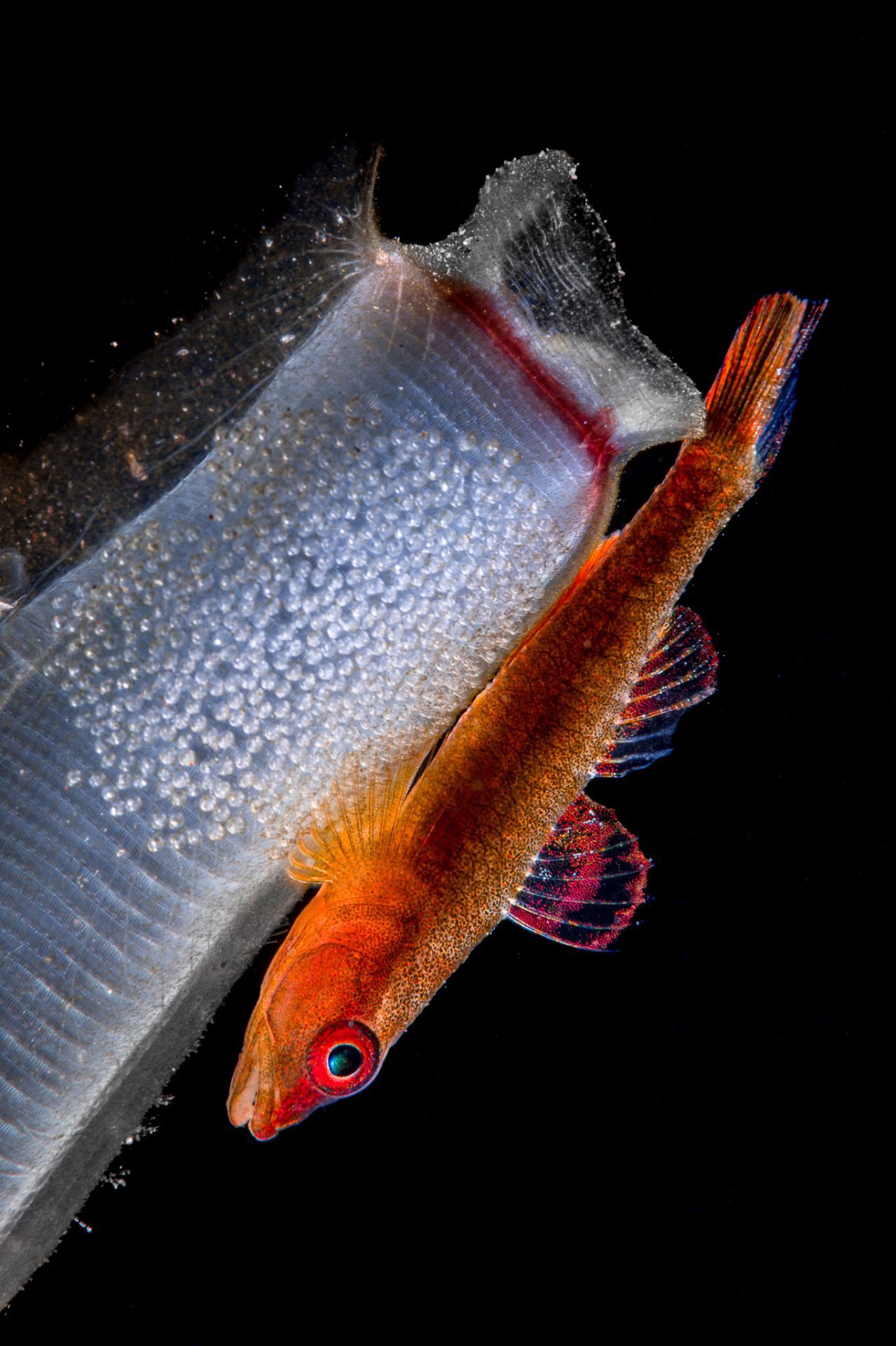 Henley Spiers Interview, Ocean Photographer of the Year - Oceanographic