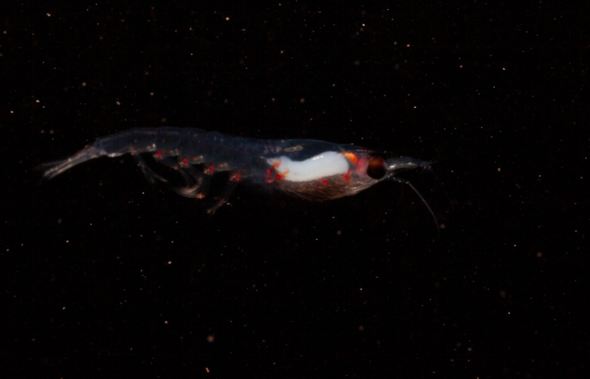 It's light: Studying the ability of zooplankton to detect light ...