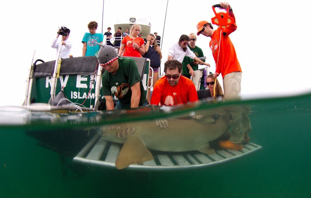 An interview with marine biologist David Shiffman - Oceanographic