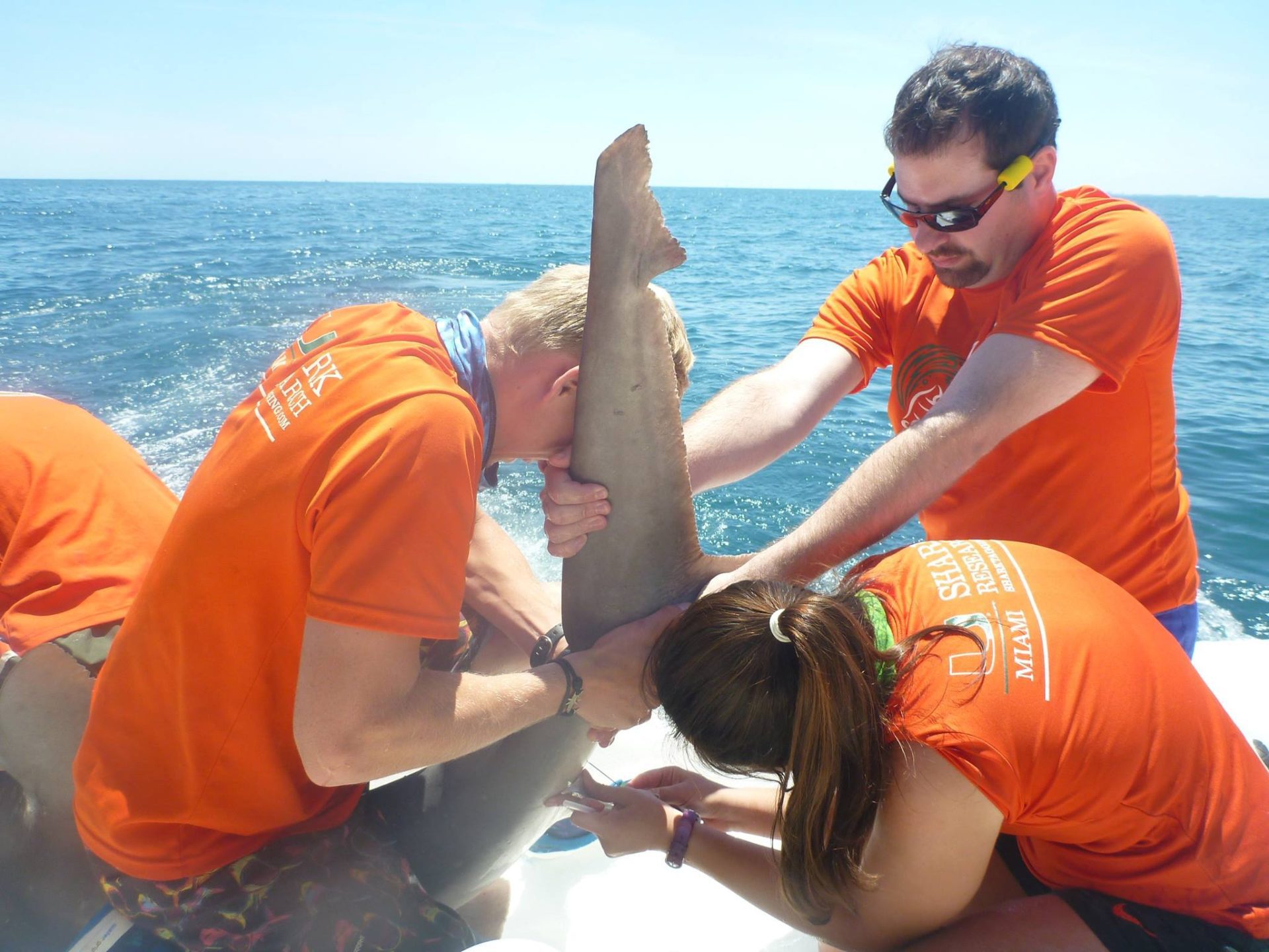 An interview with marine biologist David Shiffman - Oceanographic