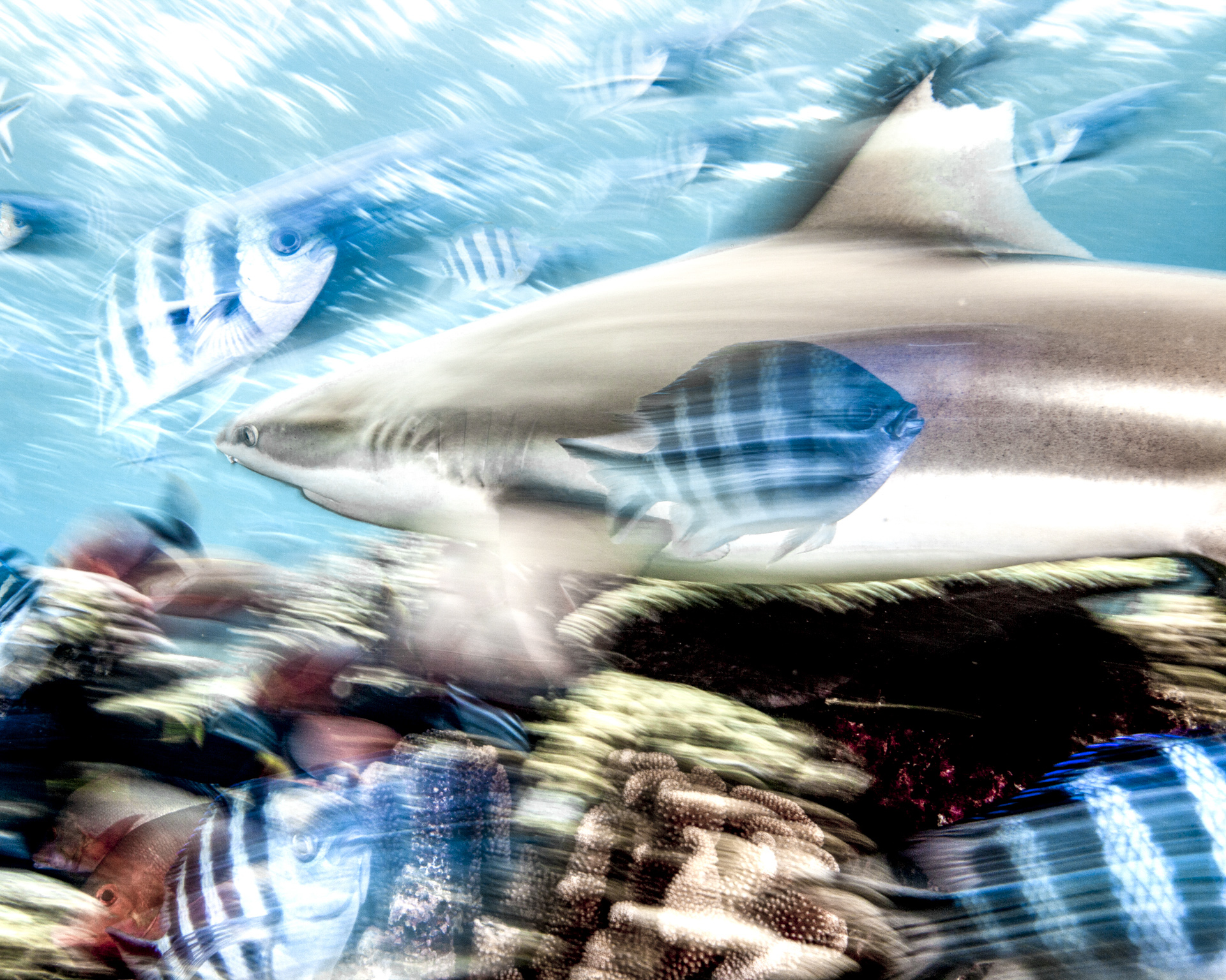 An interview with marine biologist David Shiffman - Oceanographic