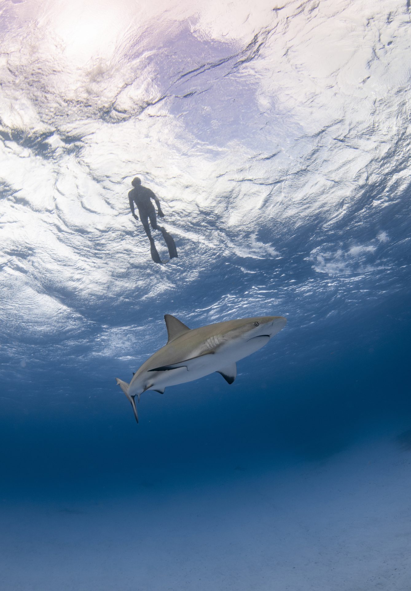 An interview with marine biologist David Shiffman - Oceanographic