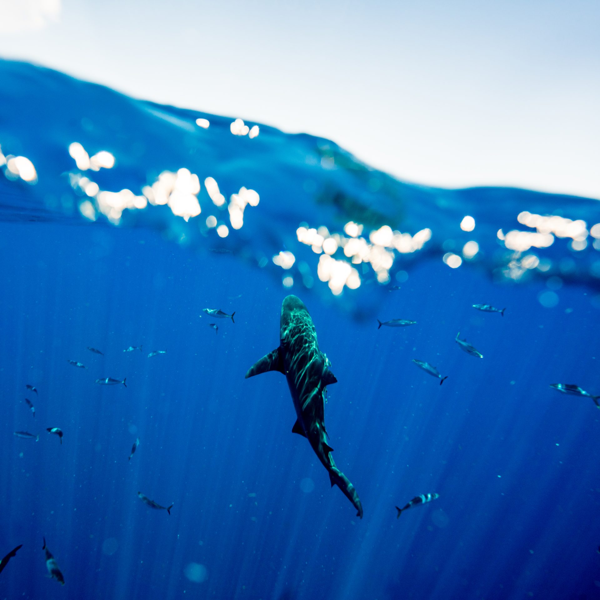 Floridian water: Exploring Florida's water - Oceanographic