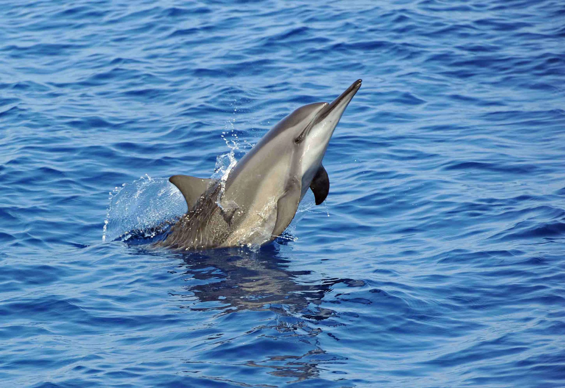 The tooth is out there: What do narwhals do with their tusks ...