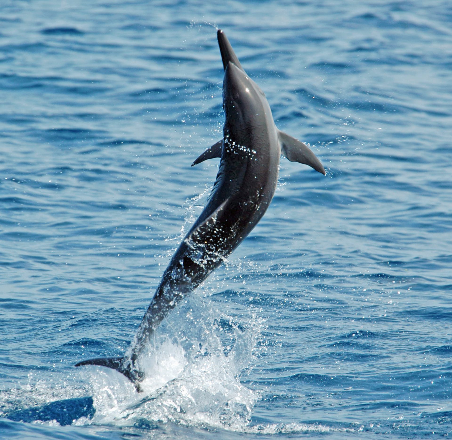 Spinner dolphin excrements support coral reefs - Oceanographic