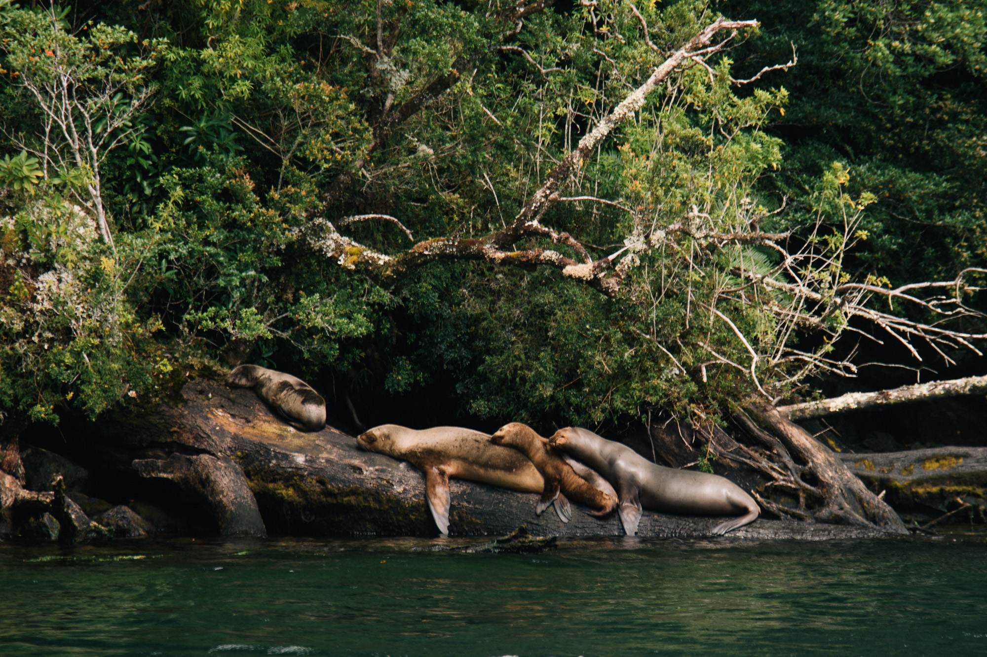 Patagonia: Wilderness lost - Oceanographic