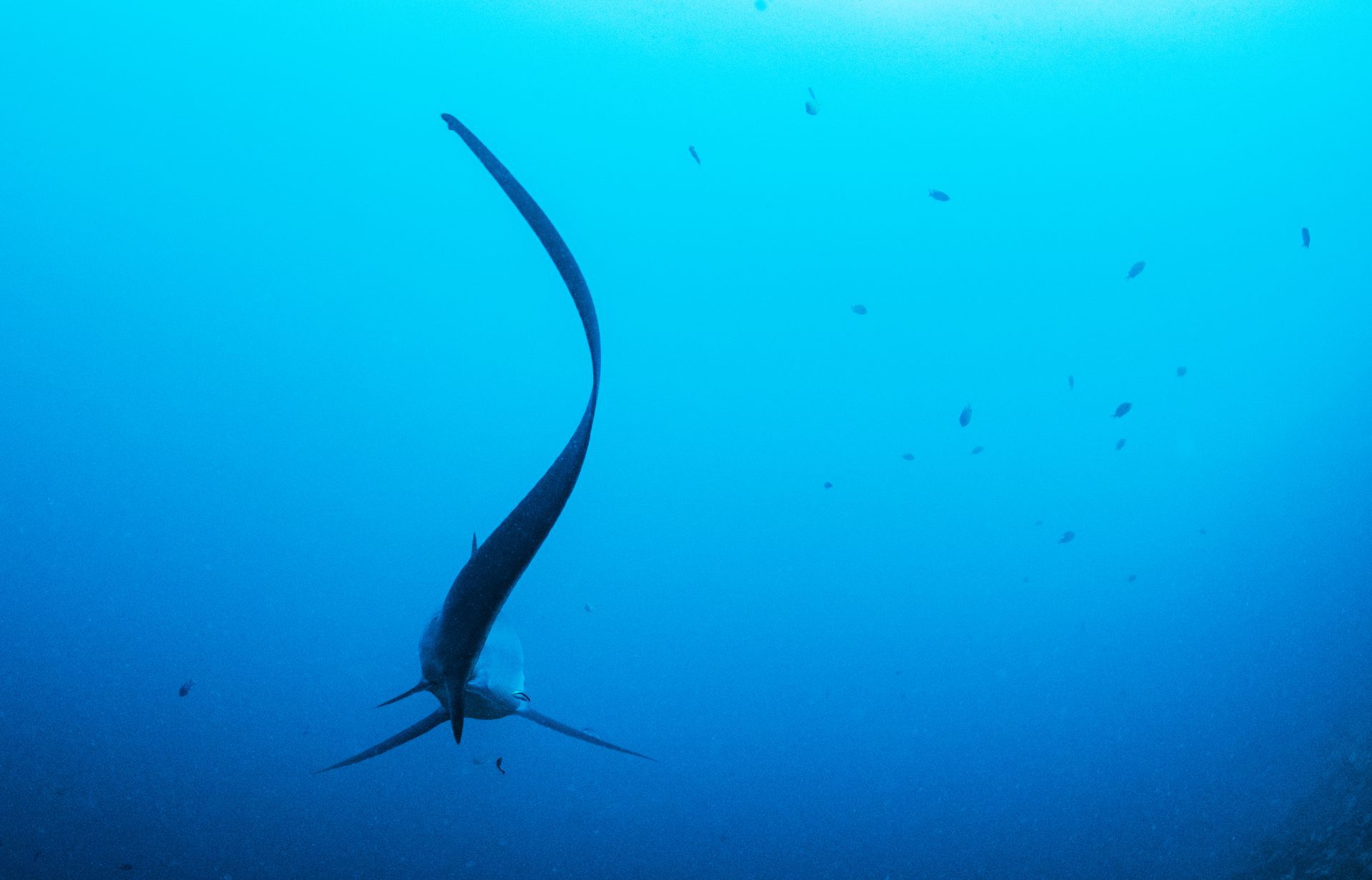 Rehabilitation of a shark fisherman in Malapascua - Oceanographic