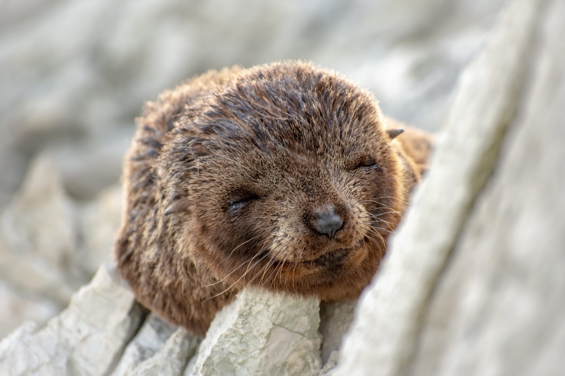 Simon J Pierce: Whale sharks and tourism - Oceanographic