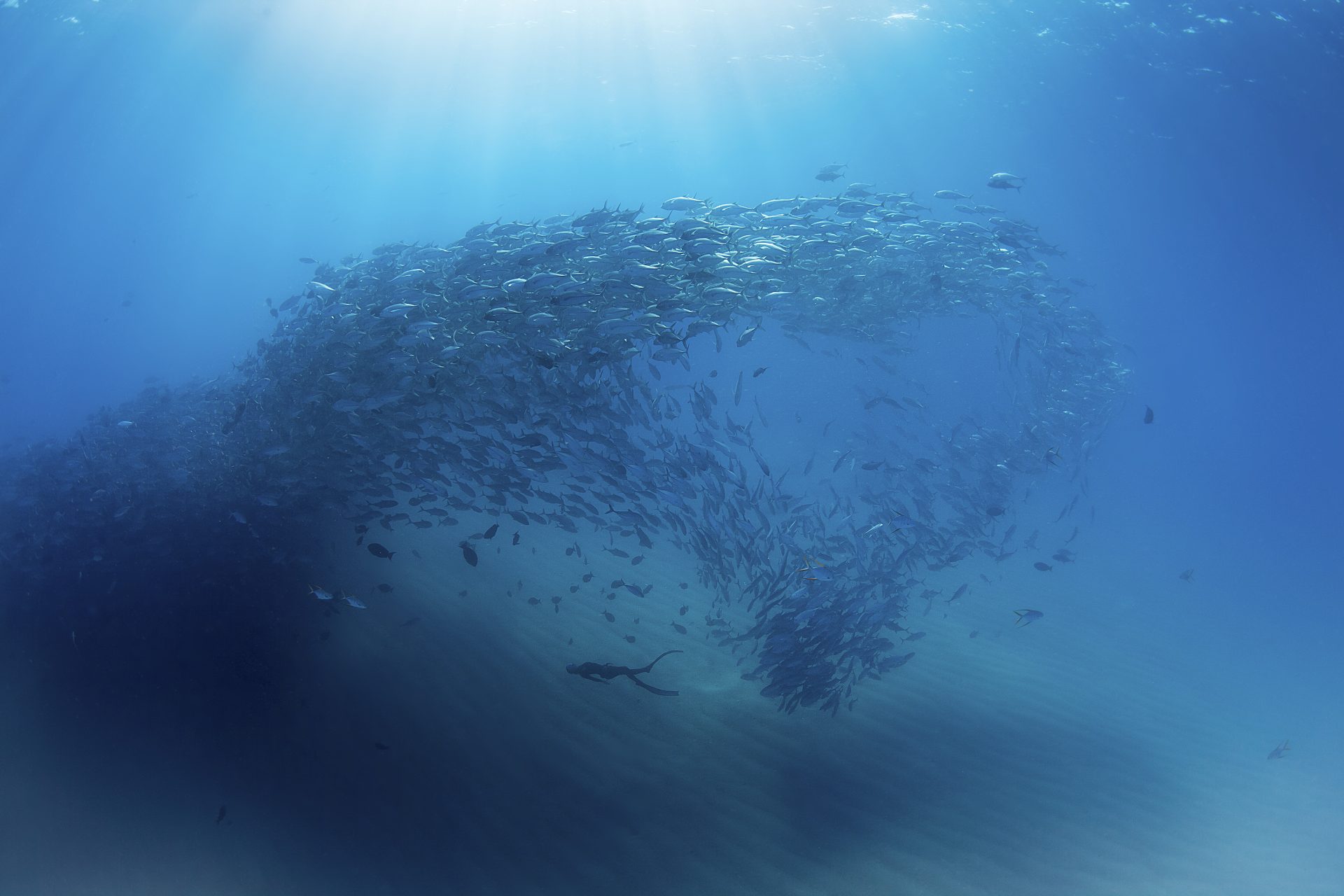 Hanli Prinsloo: A journey from fear to love - Oceanographic