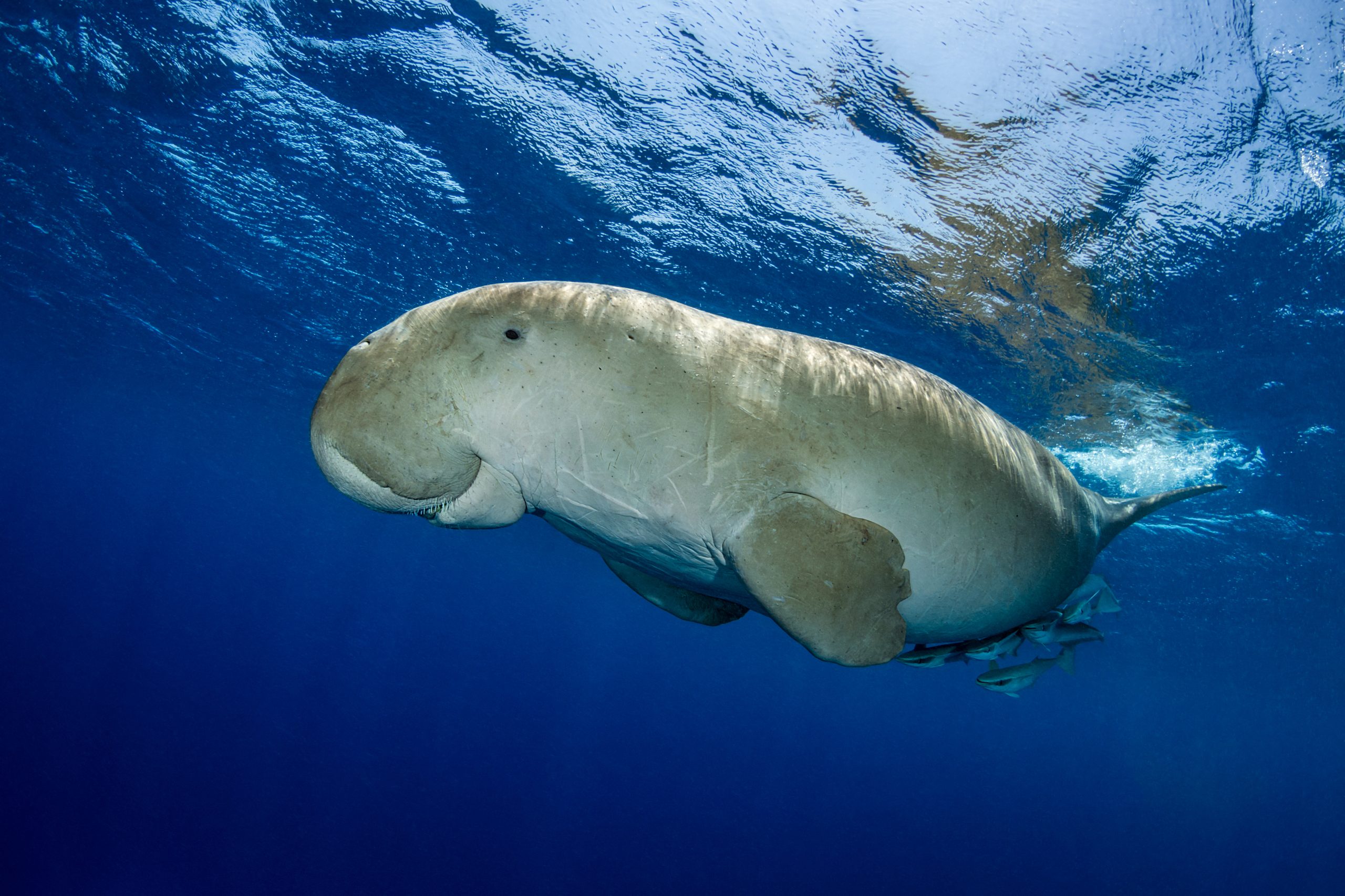 Dugong extinct in China: Gentle giants of the sea - Oceanographic