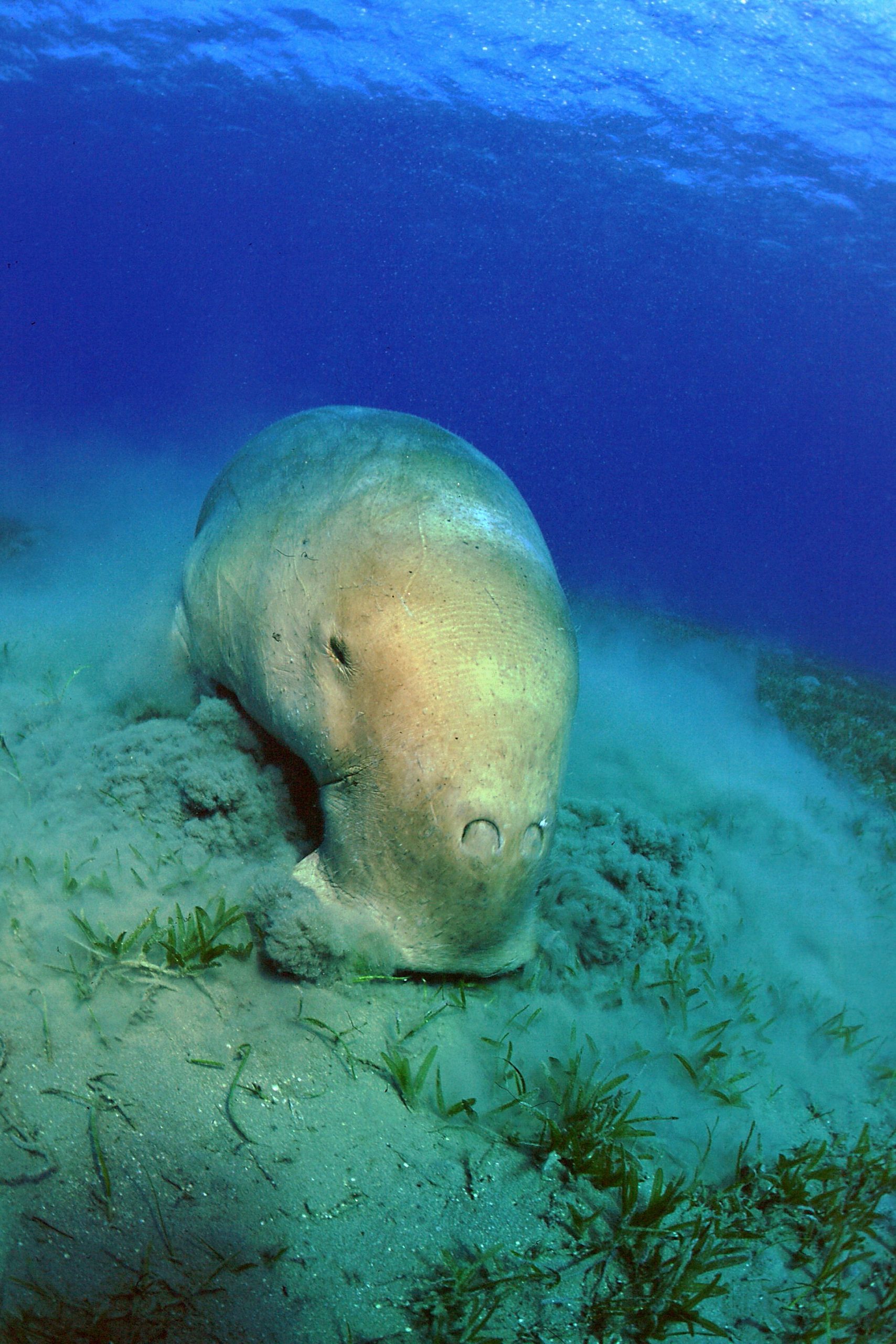 Dugong extinct in China: Gentle giants of the sea - Oceanographic