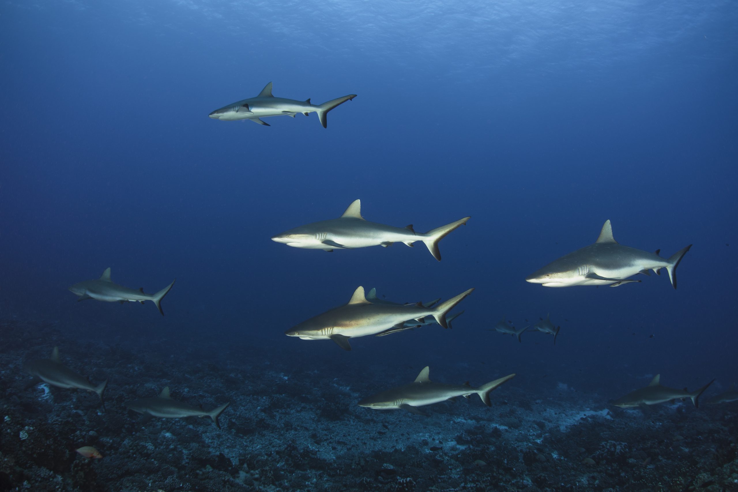 Simon J Pierce: The importance of shark-infested waters - Oceanographic