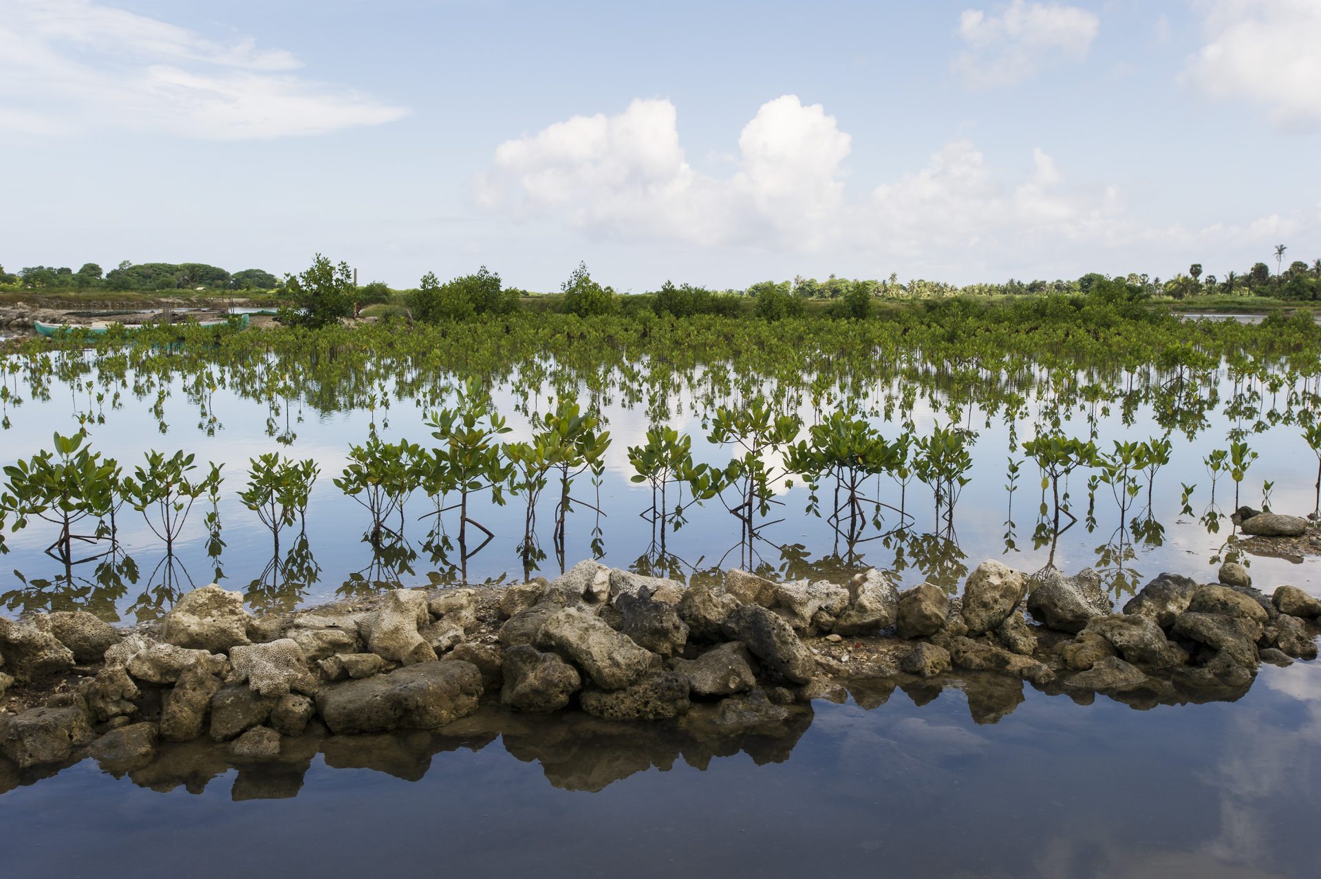 Mangrove deforestation: Nurturing a healthier future - Oceanographic