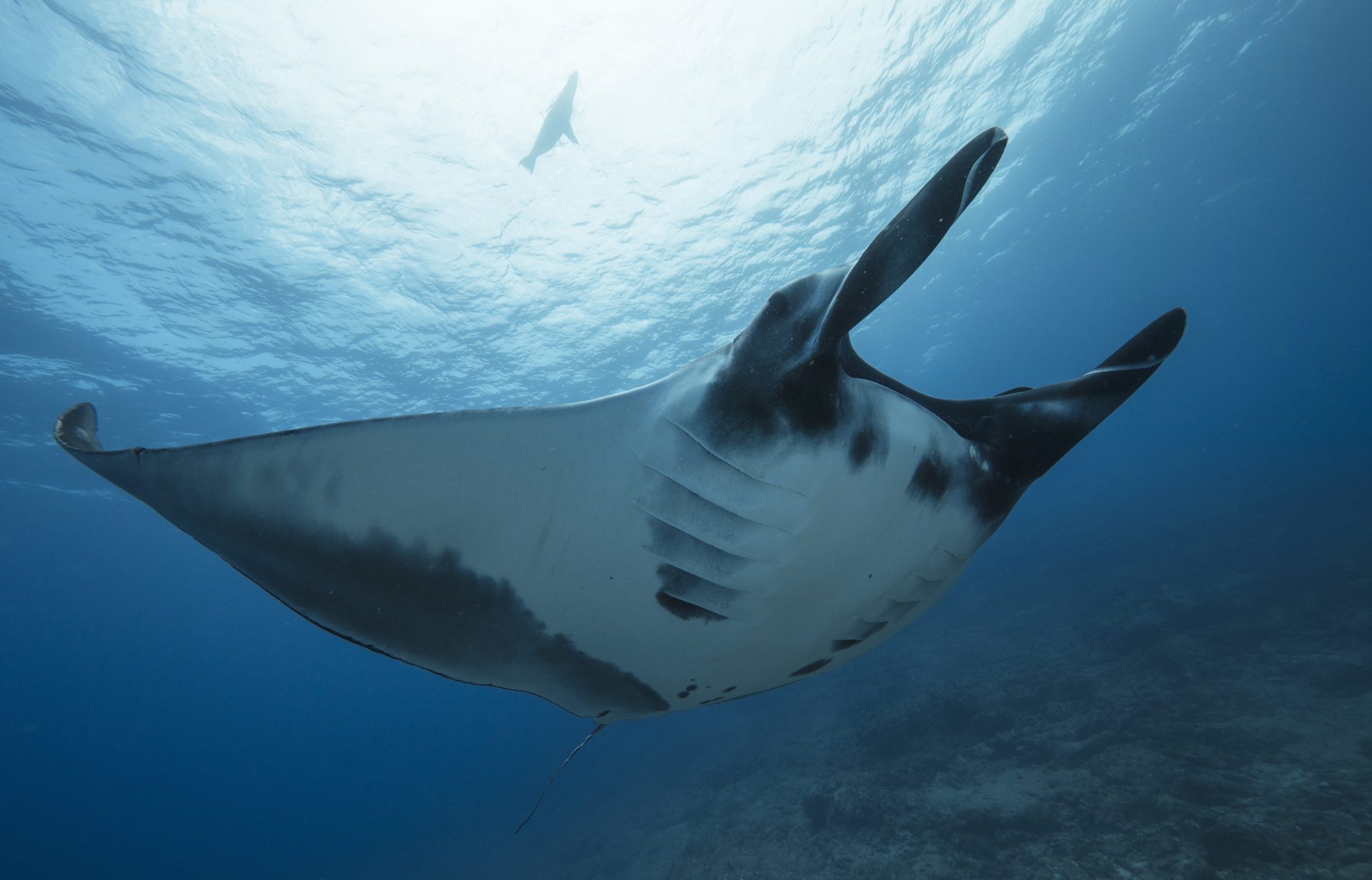 Manta rays return to Baja - Oceanographic