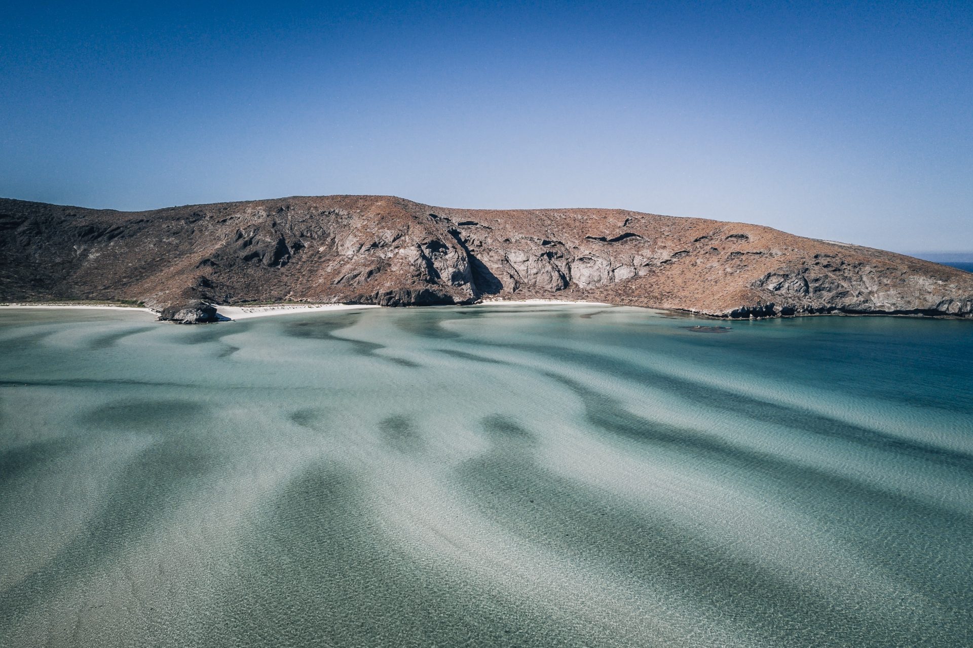 Manta rays return to Baja - Oceanographic