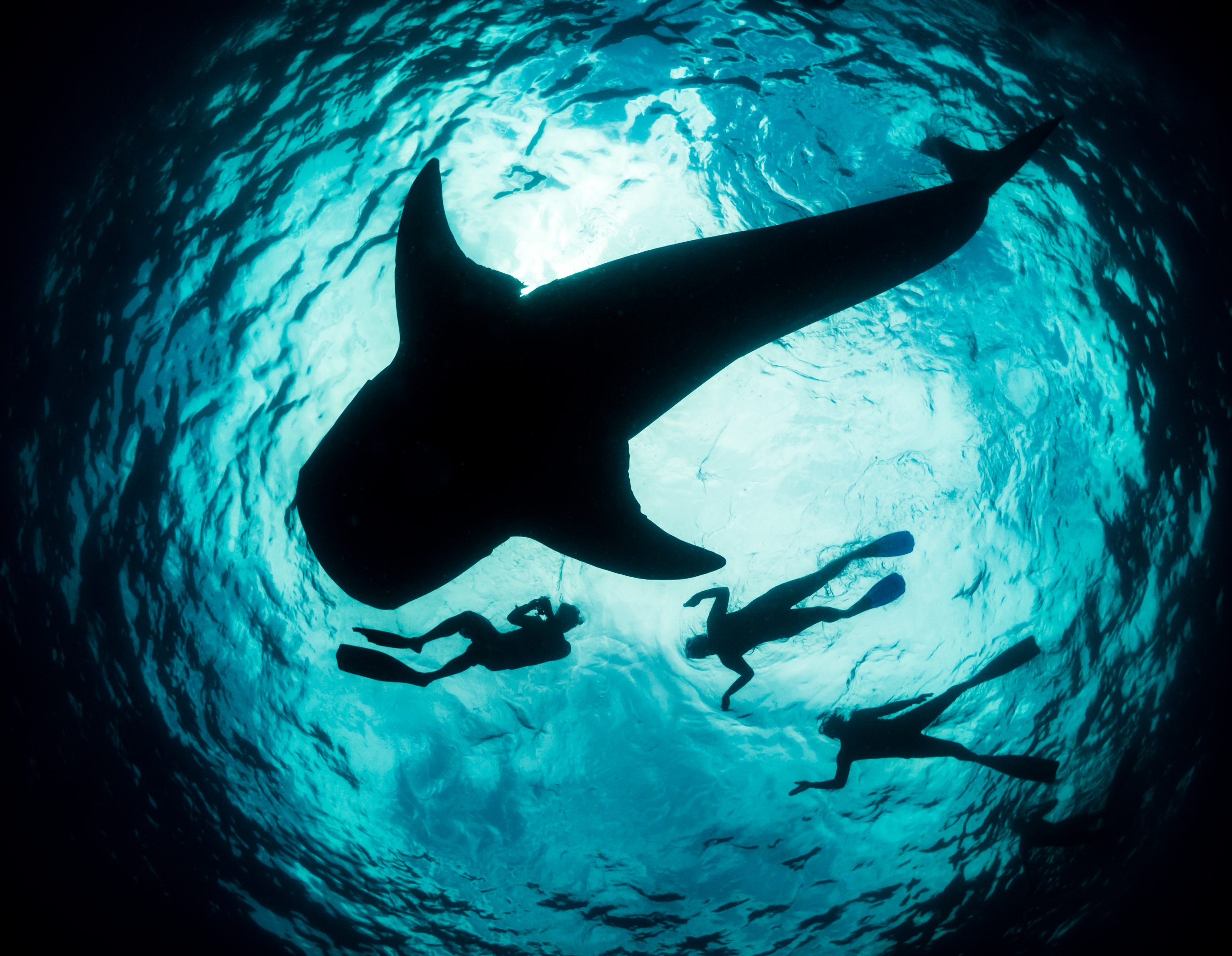 Simon J Pierce: Whale sharks and tourism - Oceanographic