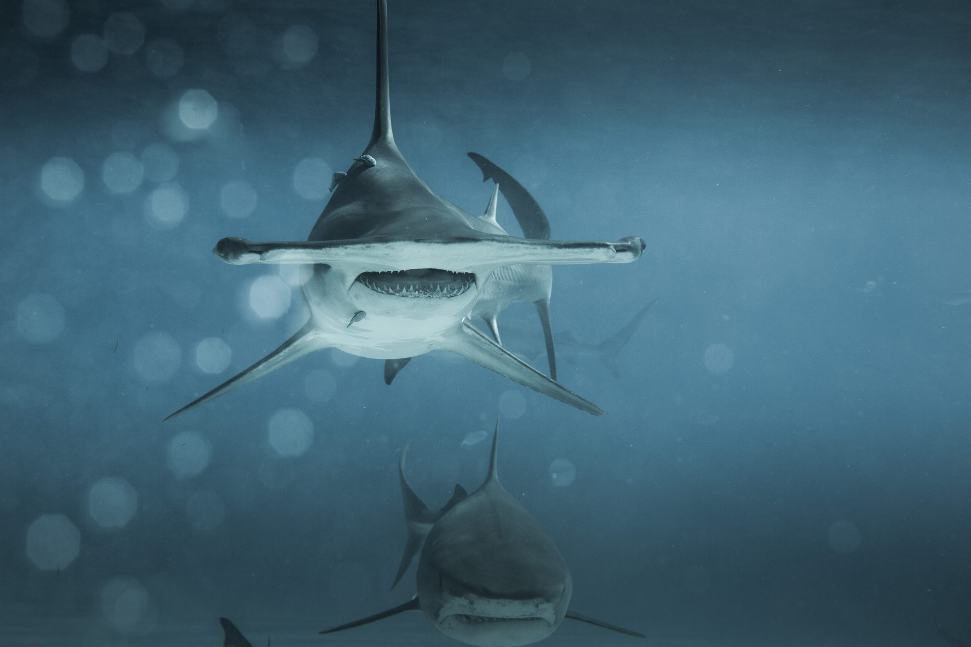 Mike Coots: Finding a purpose - Oceanographic