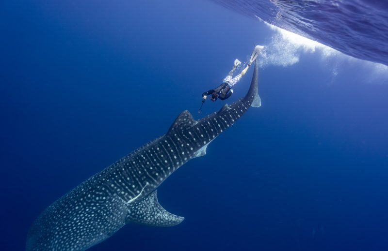 Into the depths: Shark diving behaviour revealed - Oceanographic