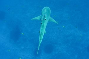 Into the depths: Shark diving behaviour revealed - Oceanographic