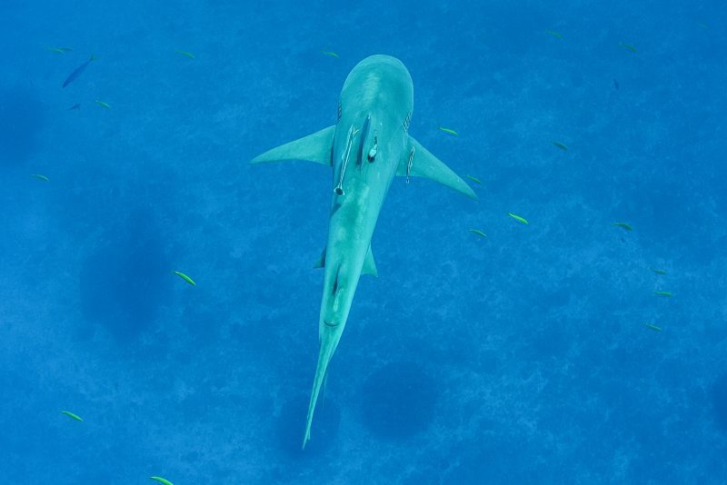 Into the depths: Shark diving behaviour revealed - Oceanographic