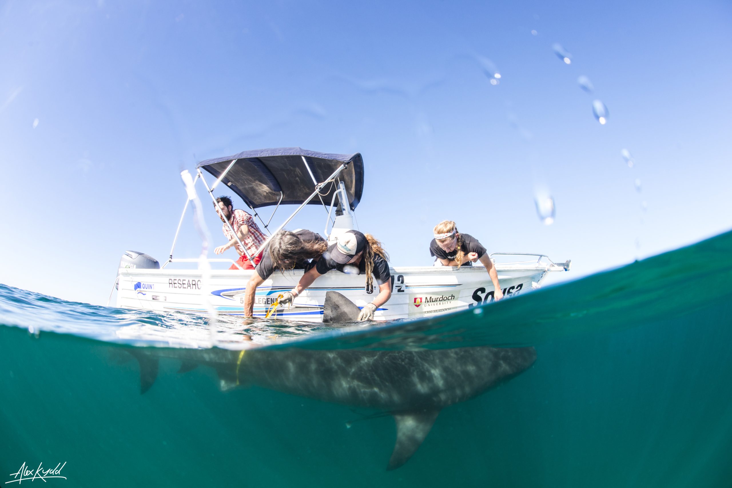 Into the depths: Shark diving behaviour revealed - Oceanographic