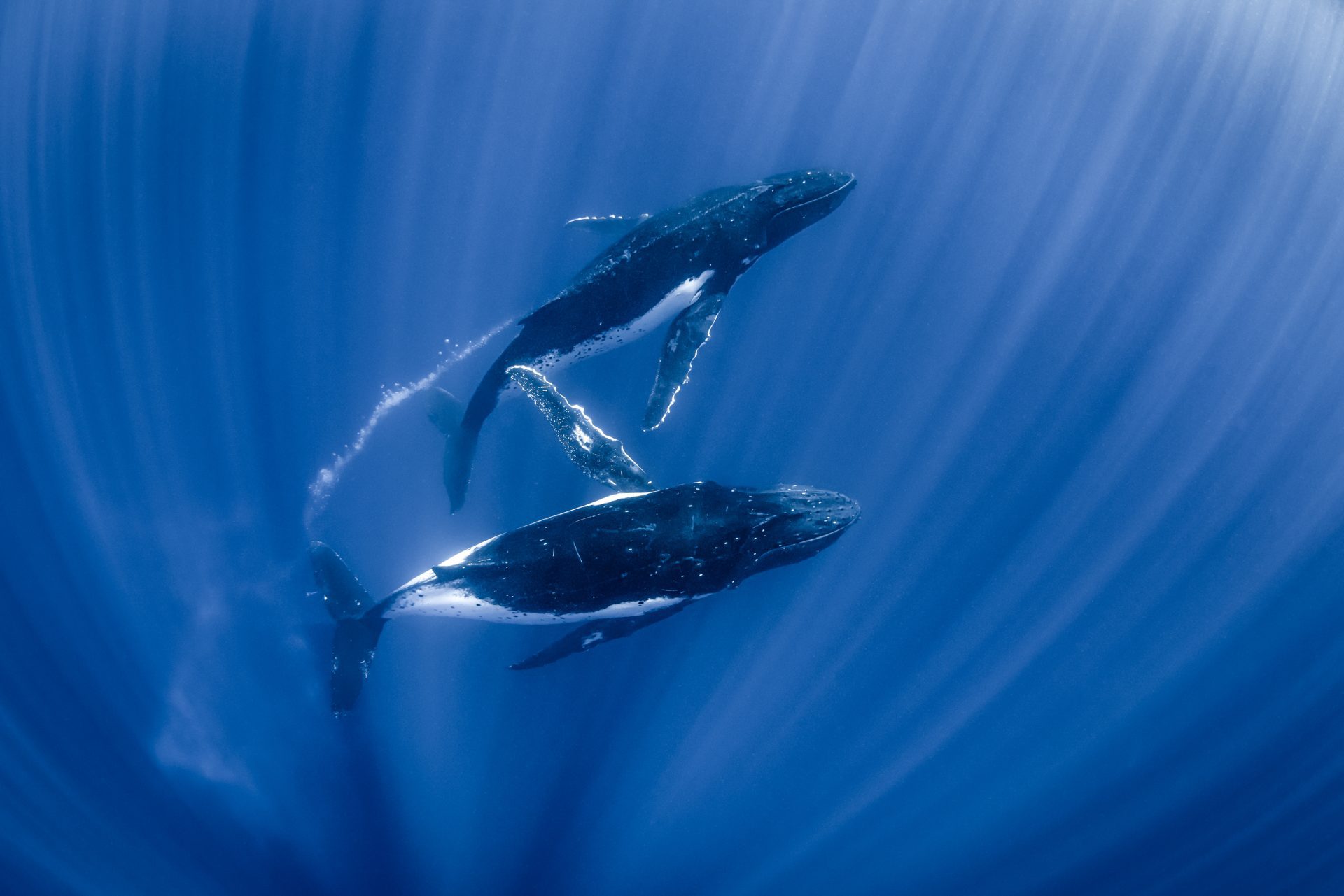 Whale tales: The importance of the whale pump - Oceanographic