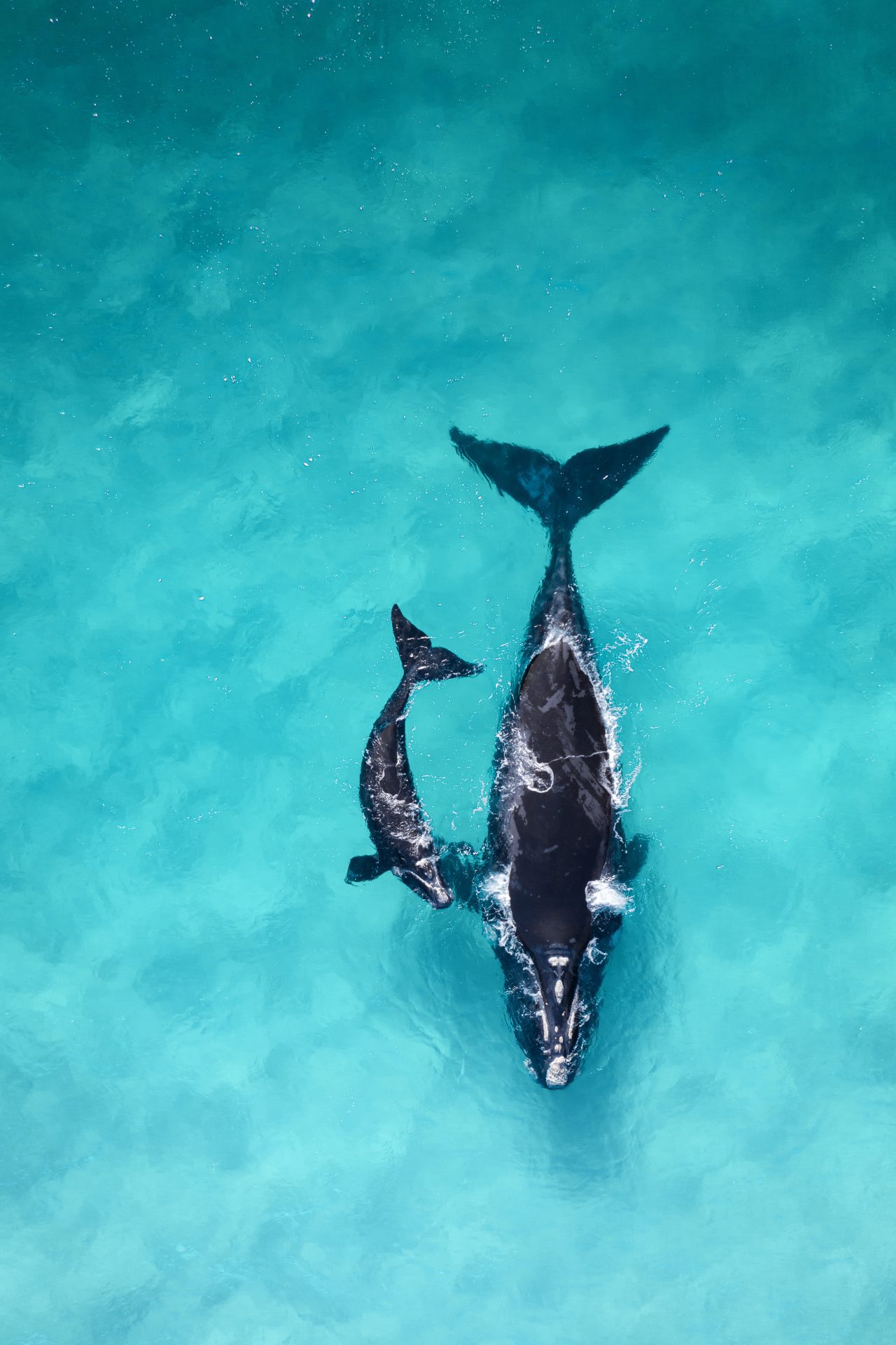 Whale tales: The importance of the whale pump - Oceanographic