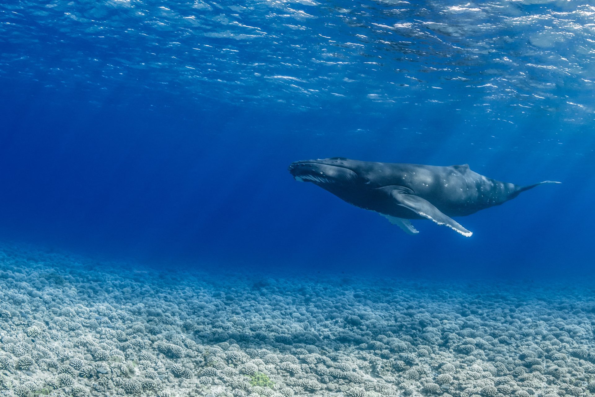 Whale tales: The importance of the whale pump - Oceanographic