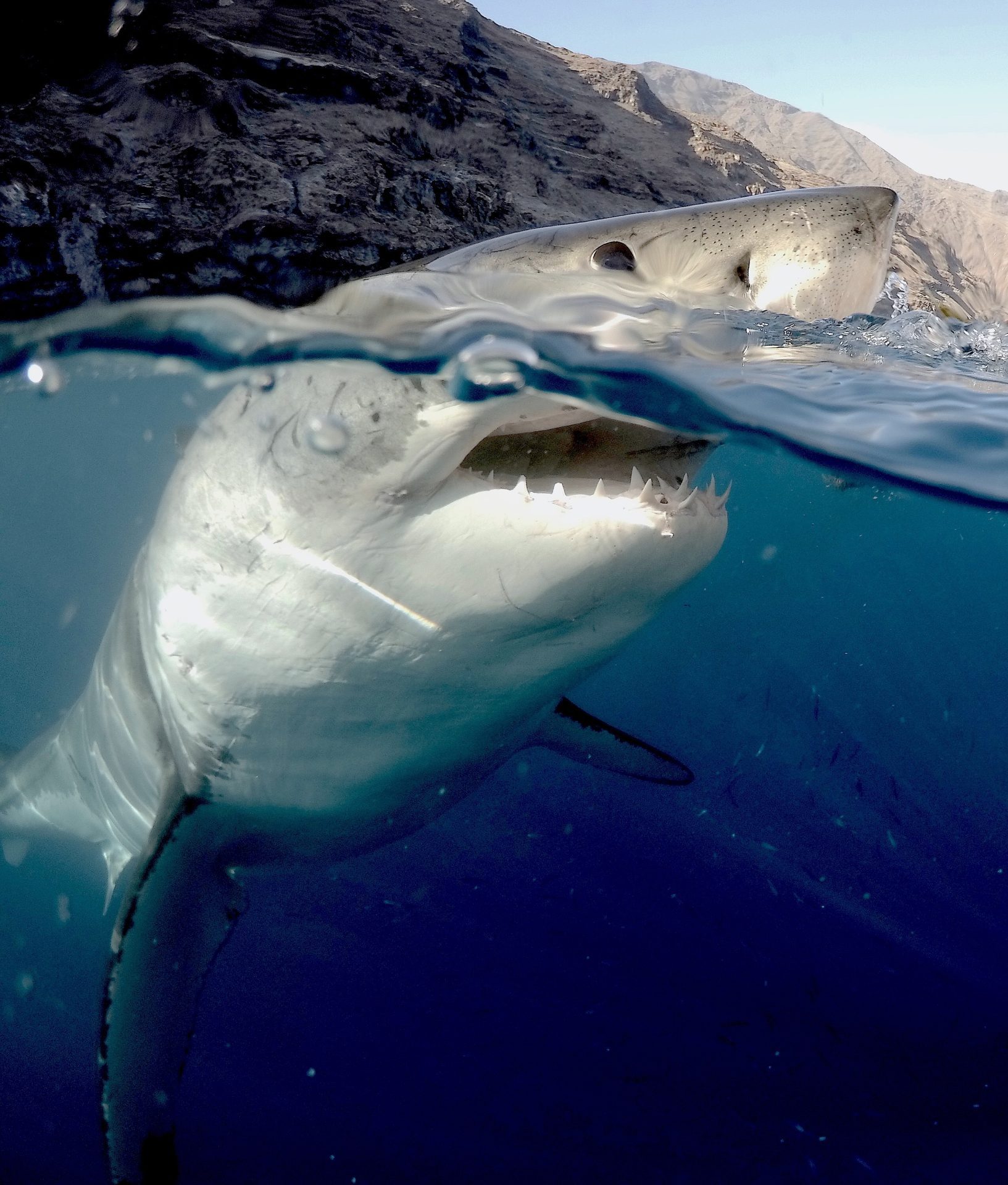 Beyond the fear: An interview with Julie Andersen - Oceanographic