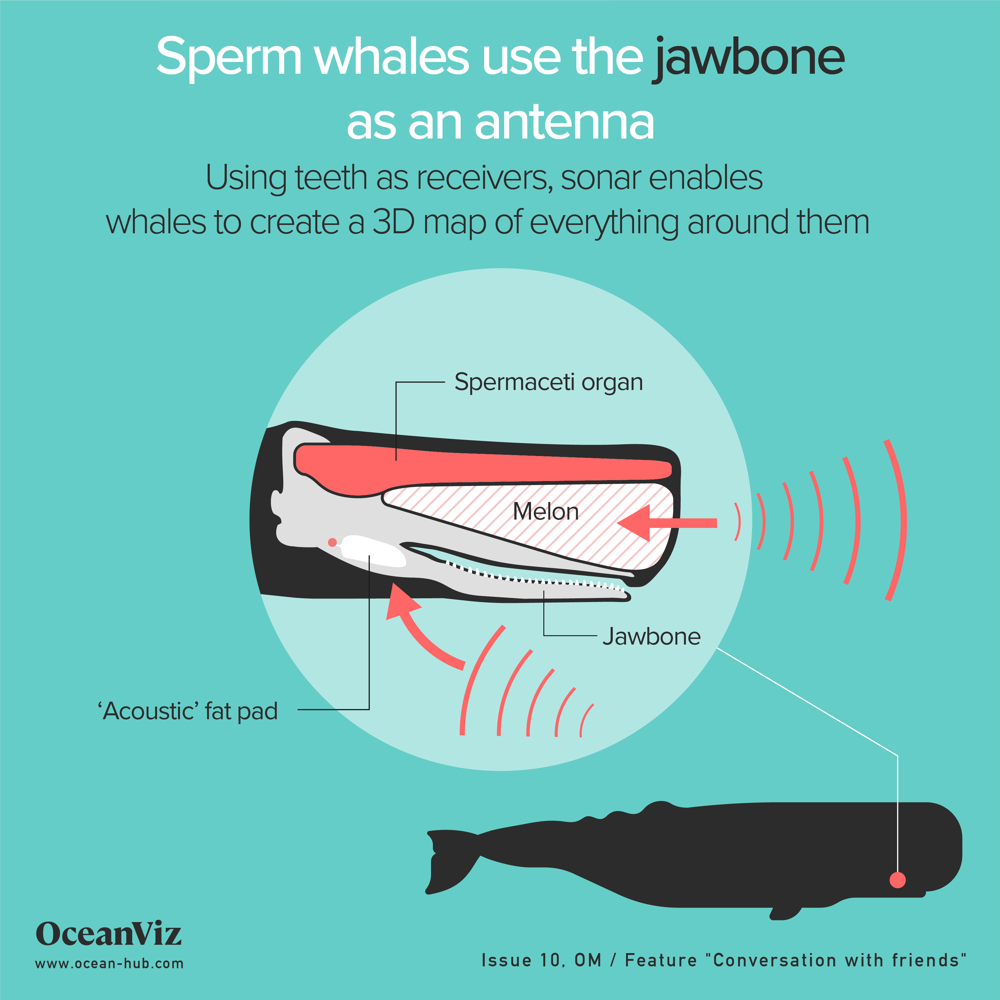 Sperm whale jawbone - Oceanographic