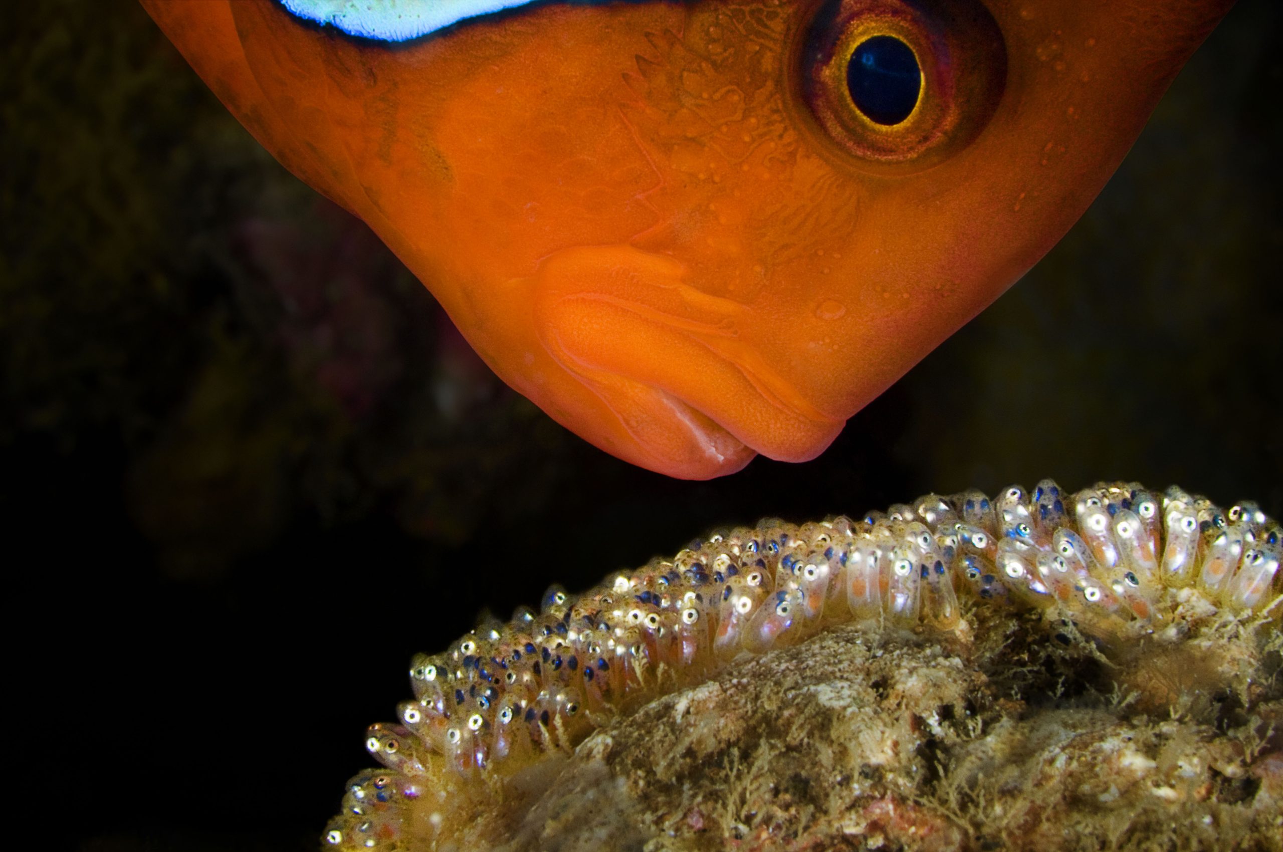 David Doubilet Behind the lens - Oceanographic