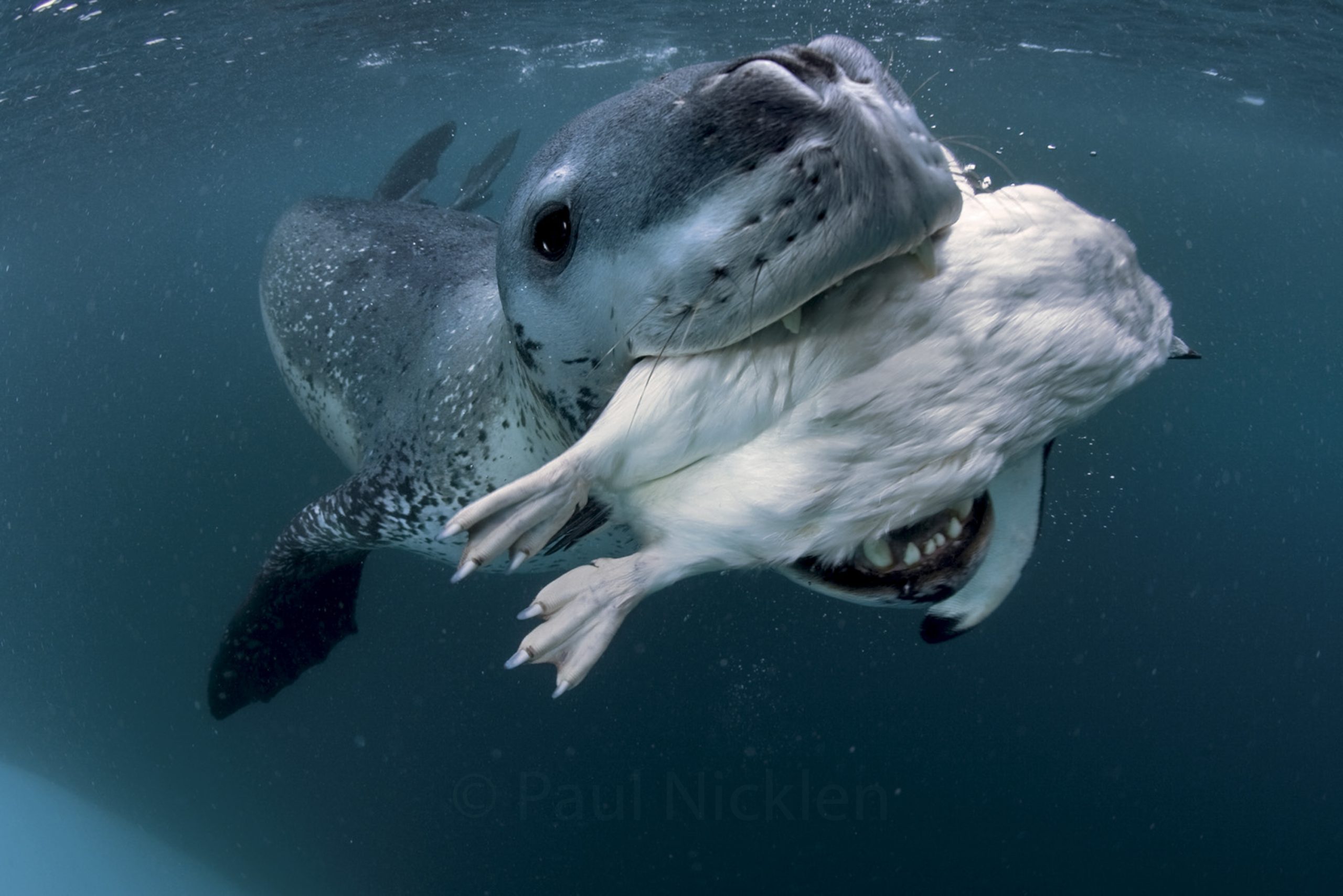 Paul Nicklen: Behind the lens - Oceanographic