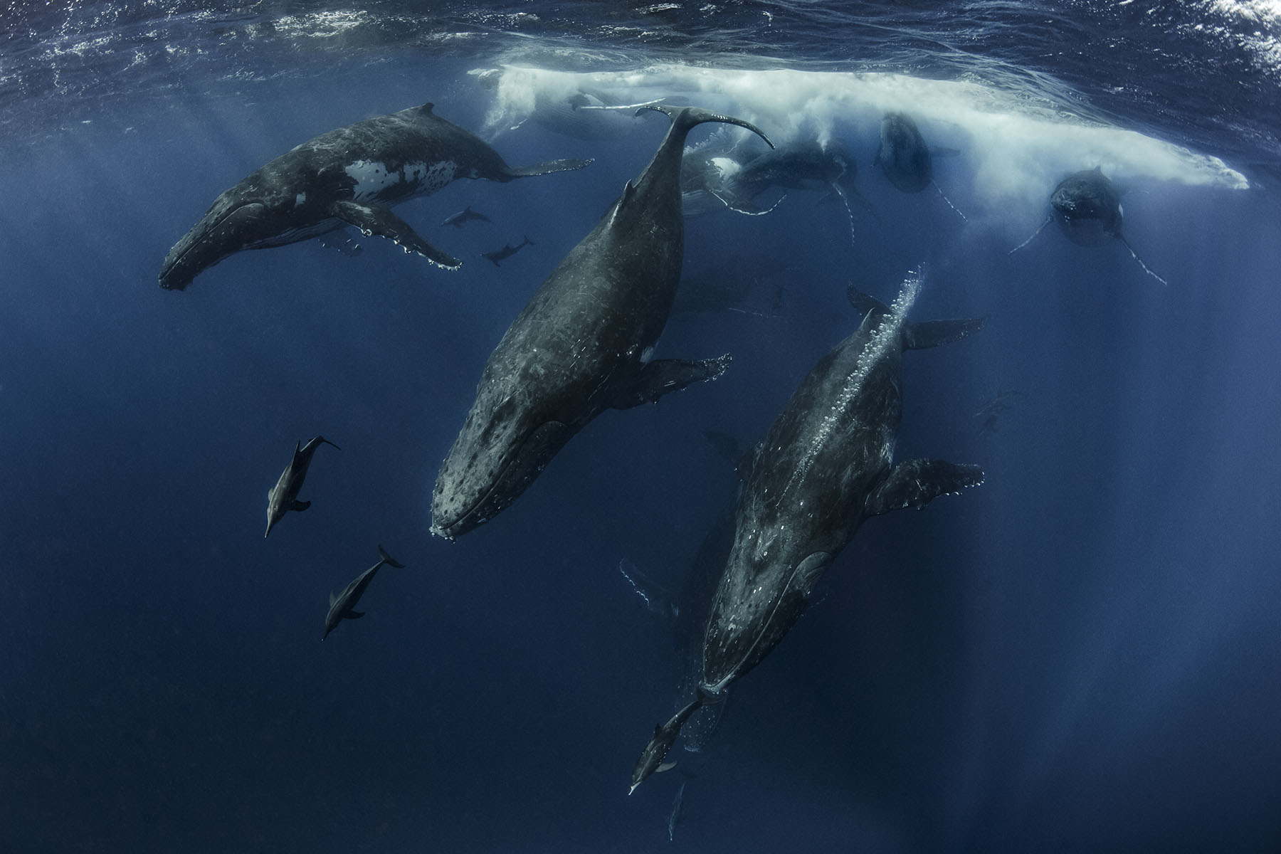 Scott Portelli: Behind the lens - Oceanographic