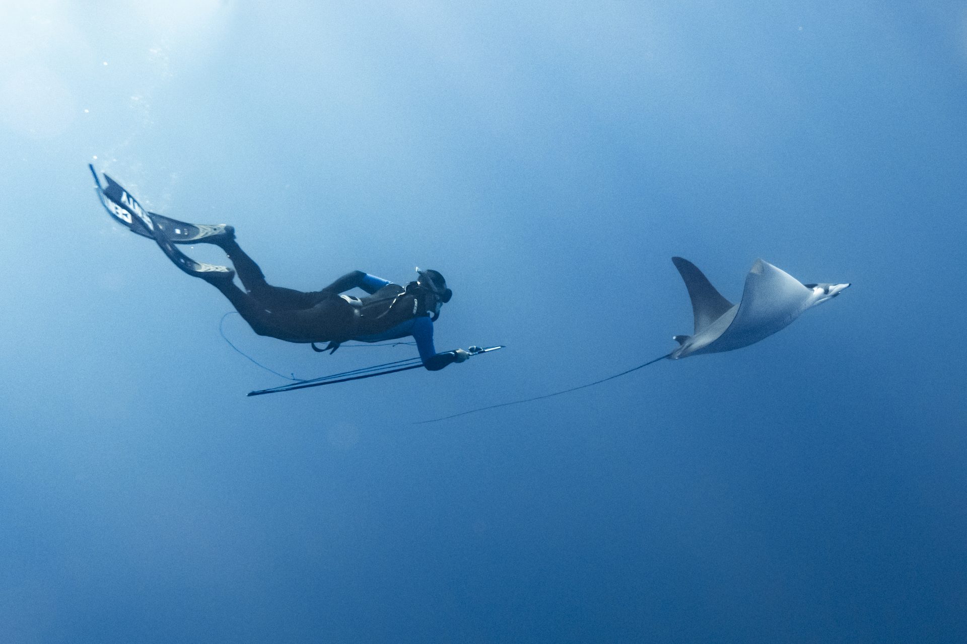 Devil rays of the Mediterranean - Oceanographic
