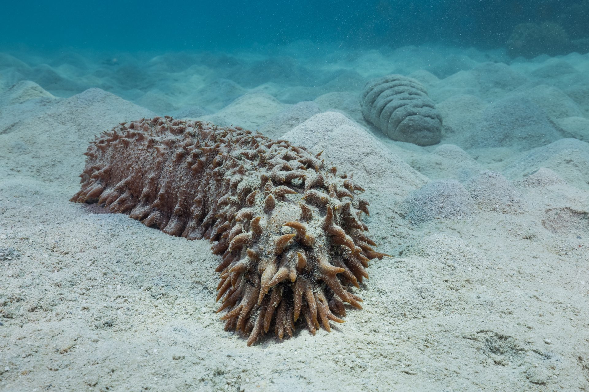 Collaborative conservation and cucumbers - Oceanographic