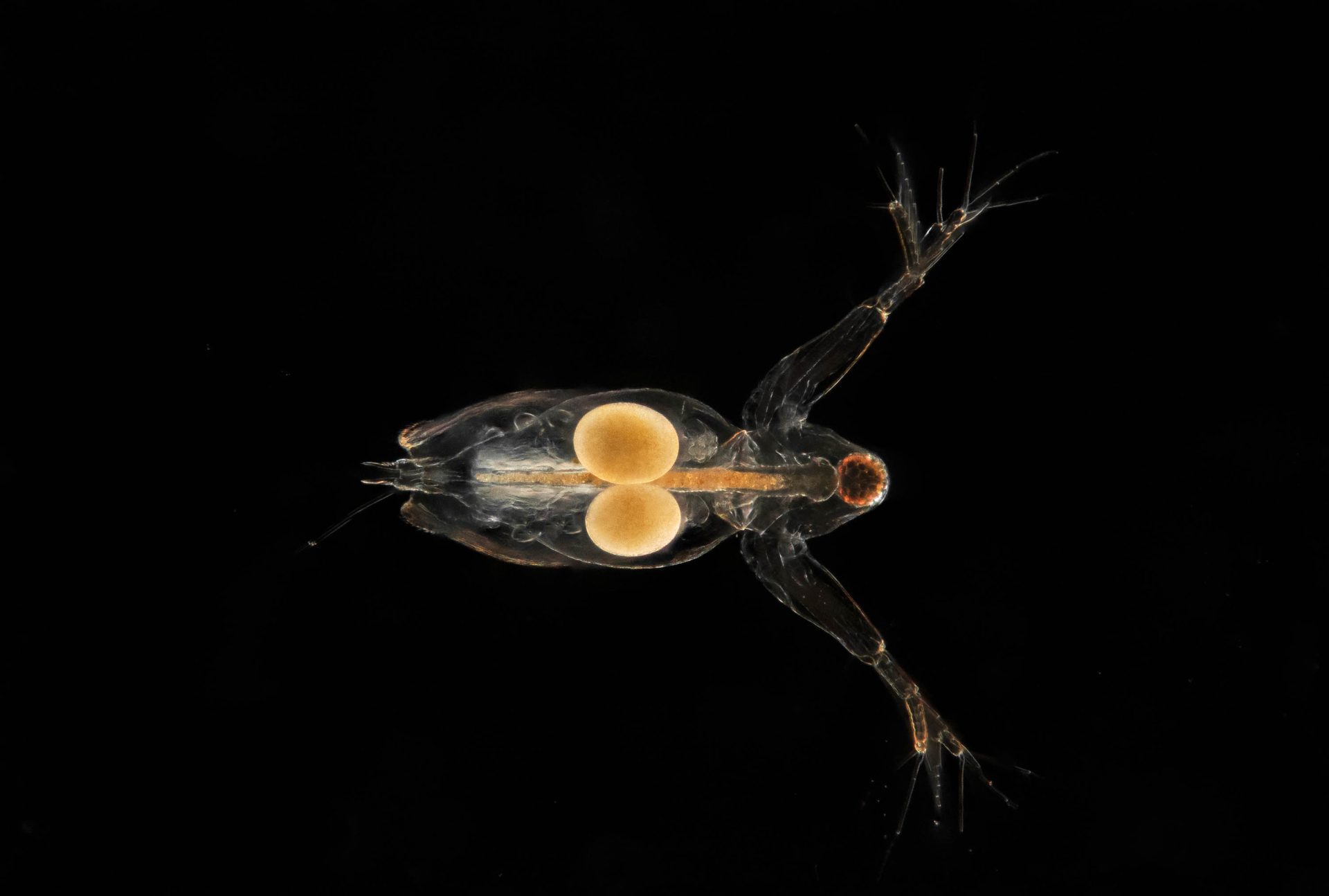 Plankton up-close: An unseen world - Oceanographic