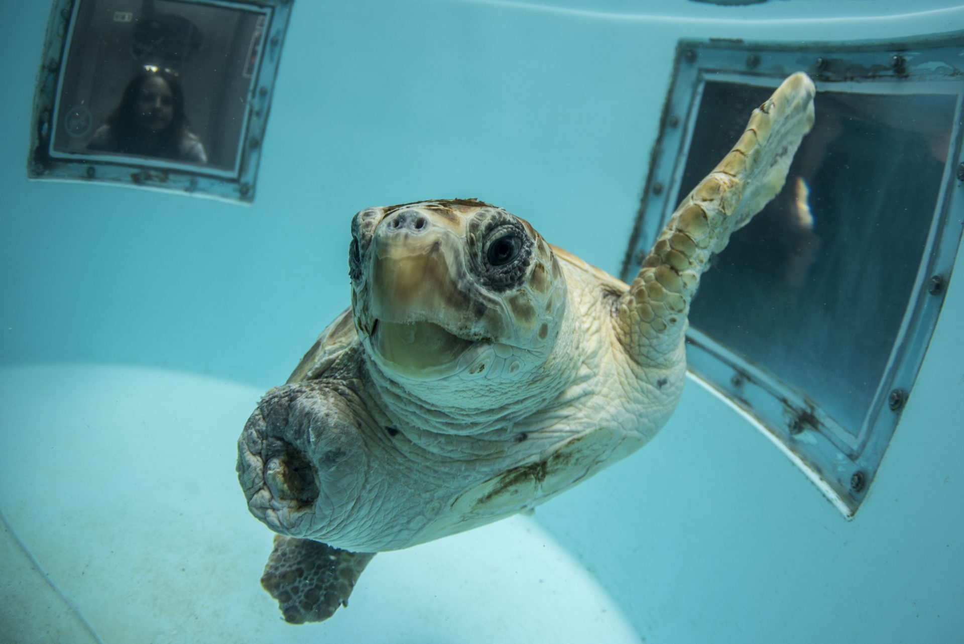 Unveiling the "lost years" of loggerhead turtles - Oceanographic