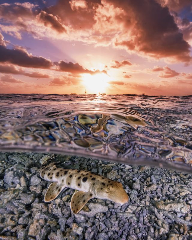 Walking epaulette sharks - Oceanographic