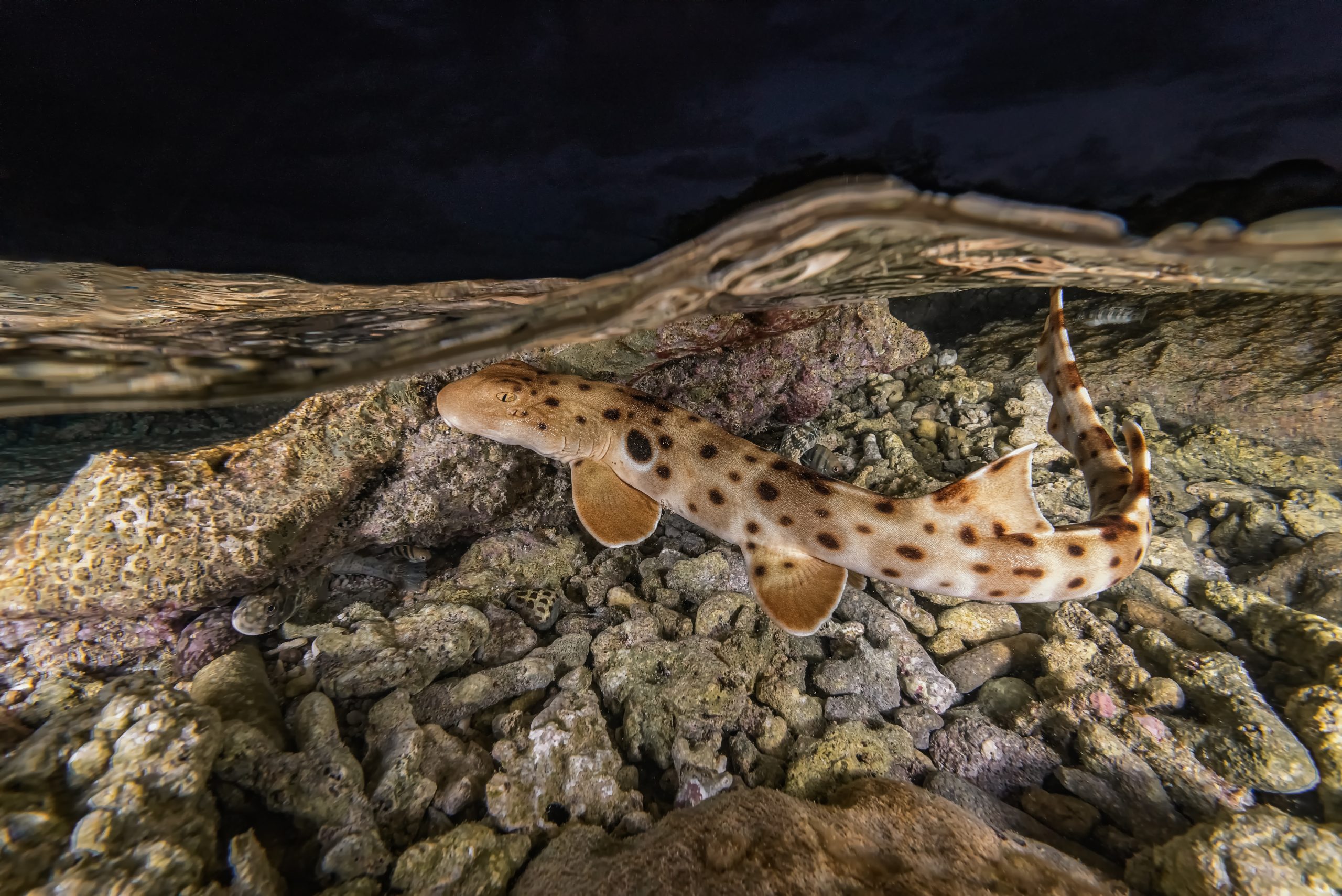 Walking epaulette sharks - Oceanographic