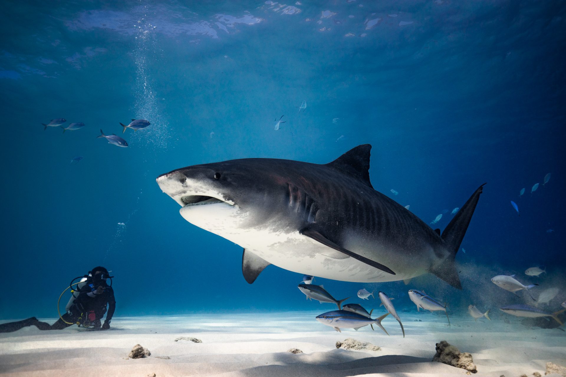 Beyond the fear: An interview with Julie Andersen - Oceanographic