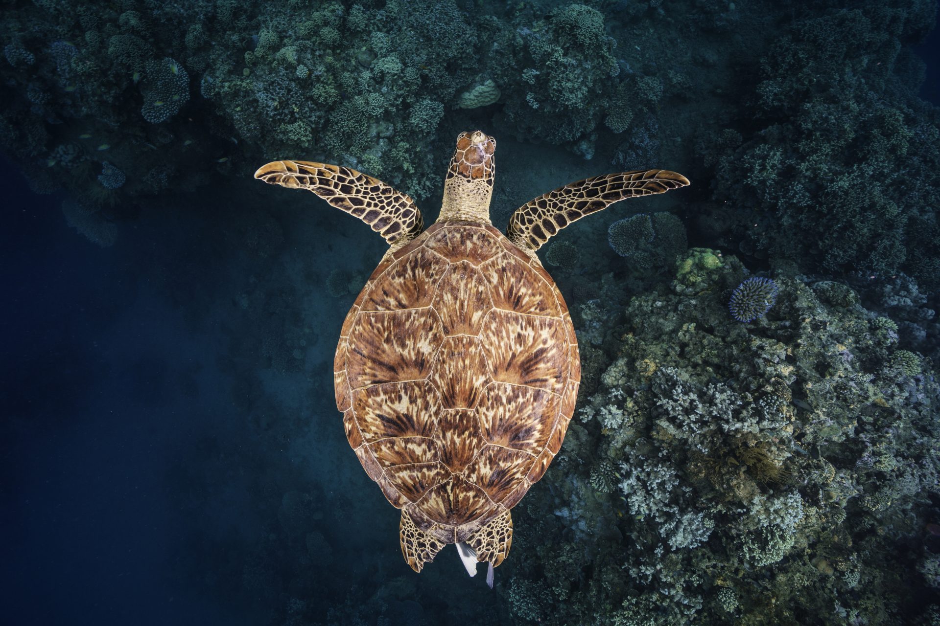 Over 1 million sea turtles poached, study finds - Oceanographic