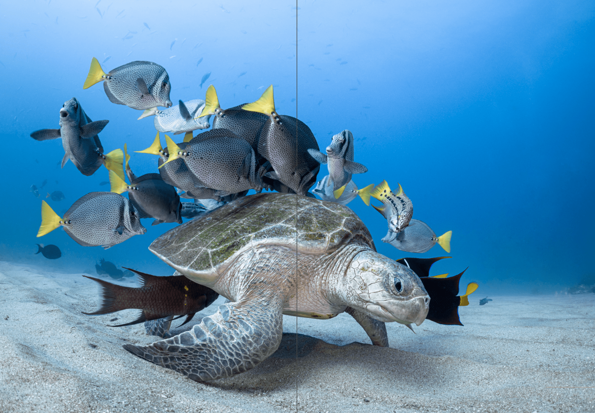 Cabo Pulmo: Satellite of ocean hope - Oceanographic