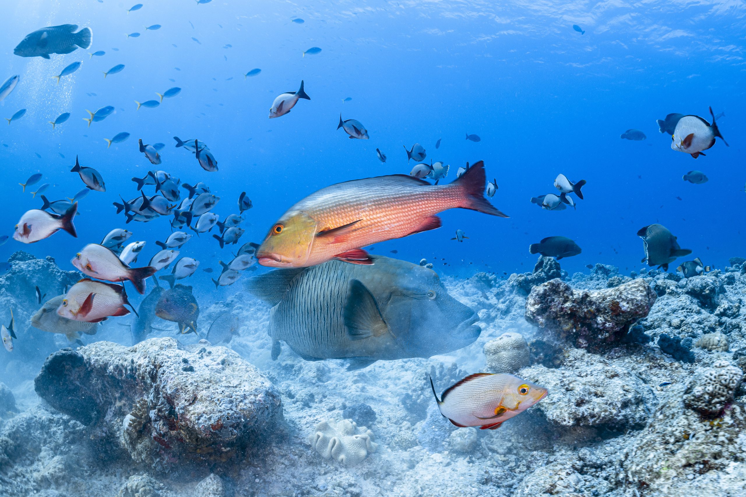 Palau: The most ocean-friendly nation on earth - Oceanographic