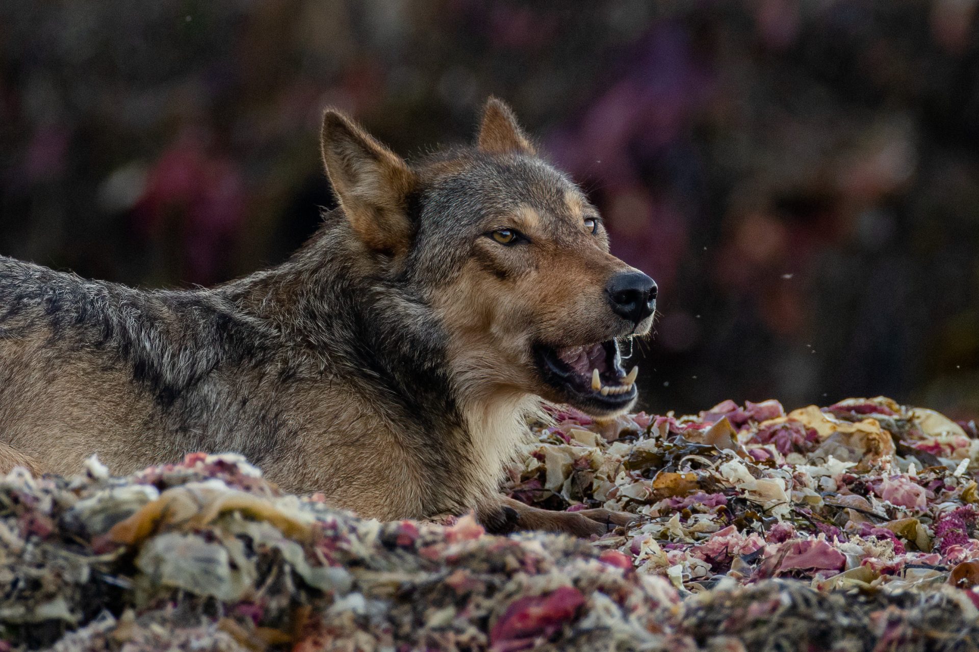 Wolves of the Pacific Northwest: Wolf mother - Oceanographic